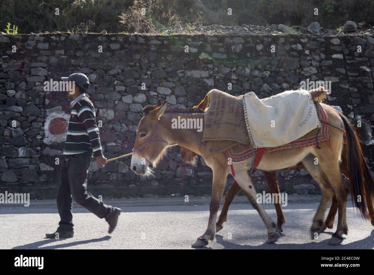 Donkey carrying goods hi-res stock photography and images - Alamy