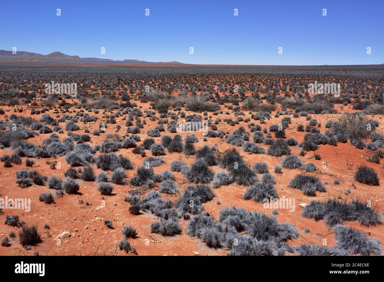 Beautiful landscape of the Namib desert during rainy season, Namibia, Africa Stock Photo - Alamy