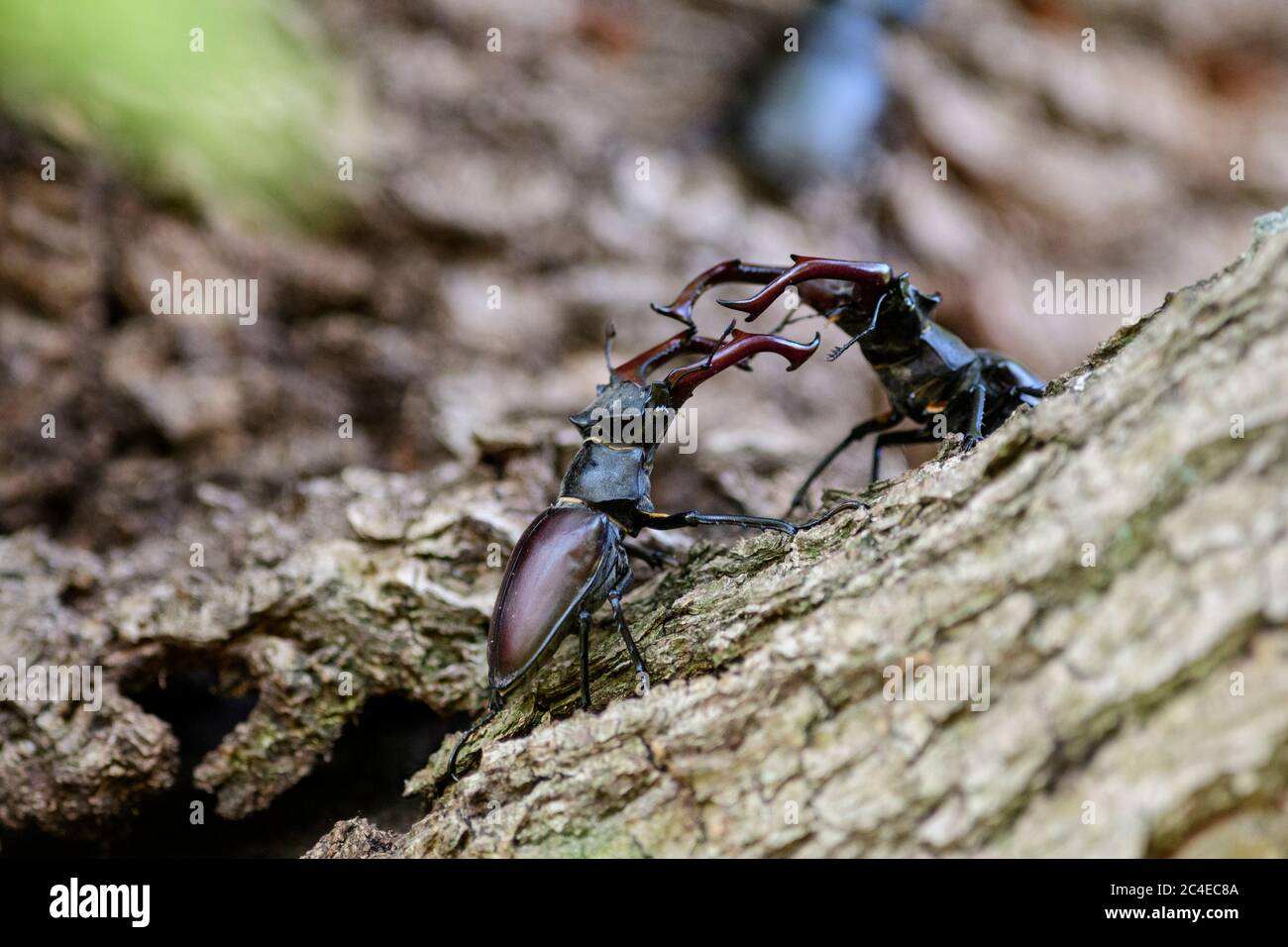 Two male Stag Beetles fighting with their jaws like deer stags do with ...
