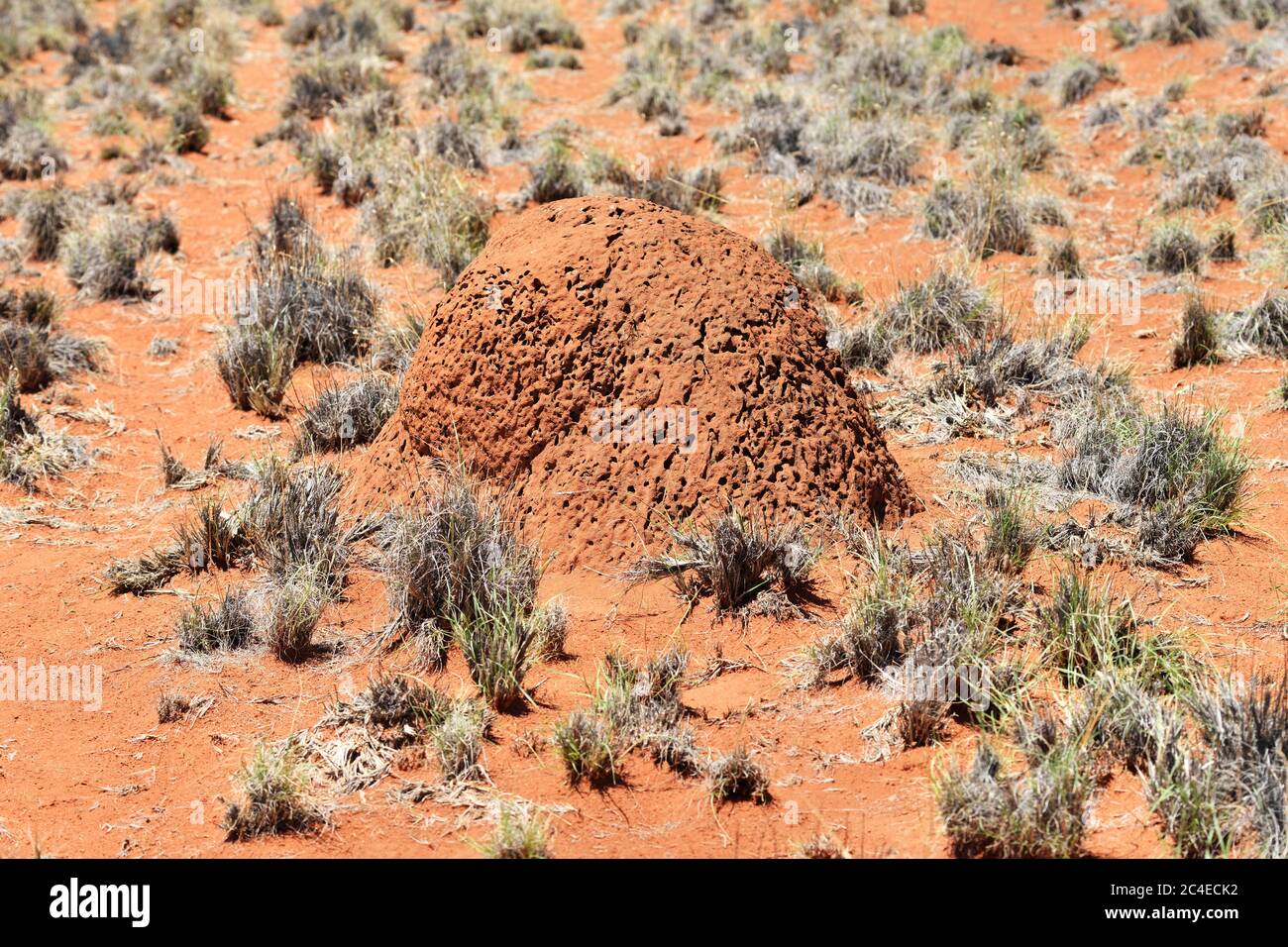 Huge red termite mound shown at sunrise in the Kalahari desert in ...