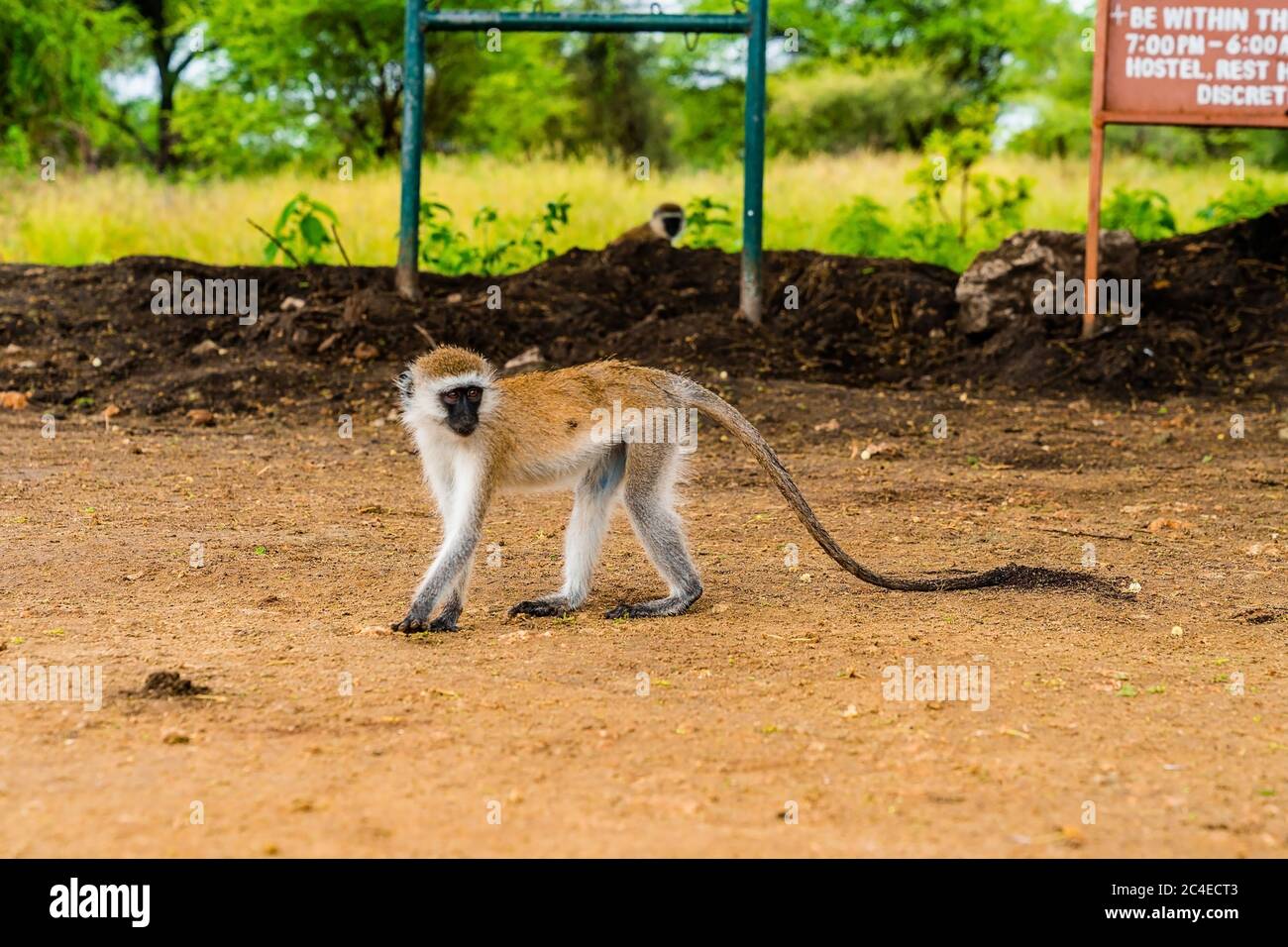 Closeup shot of a monkey walking on all fours surrounded by green ...