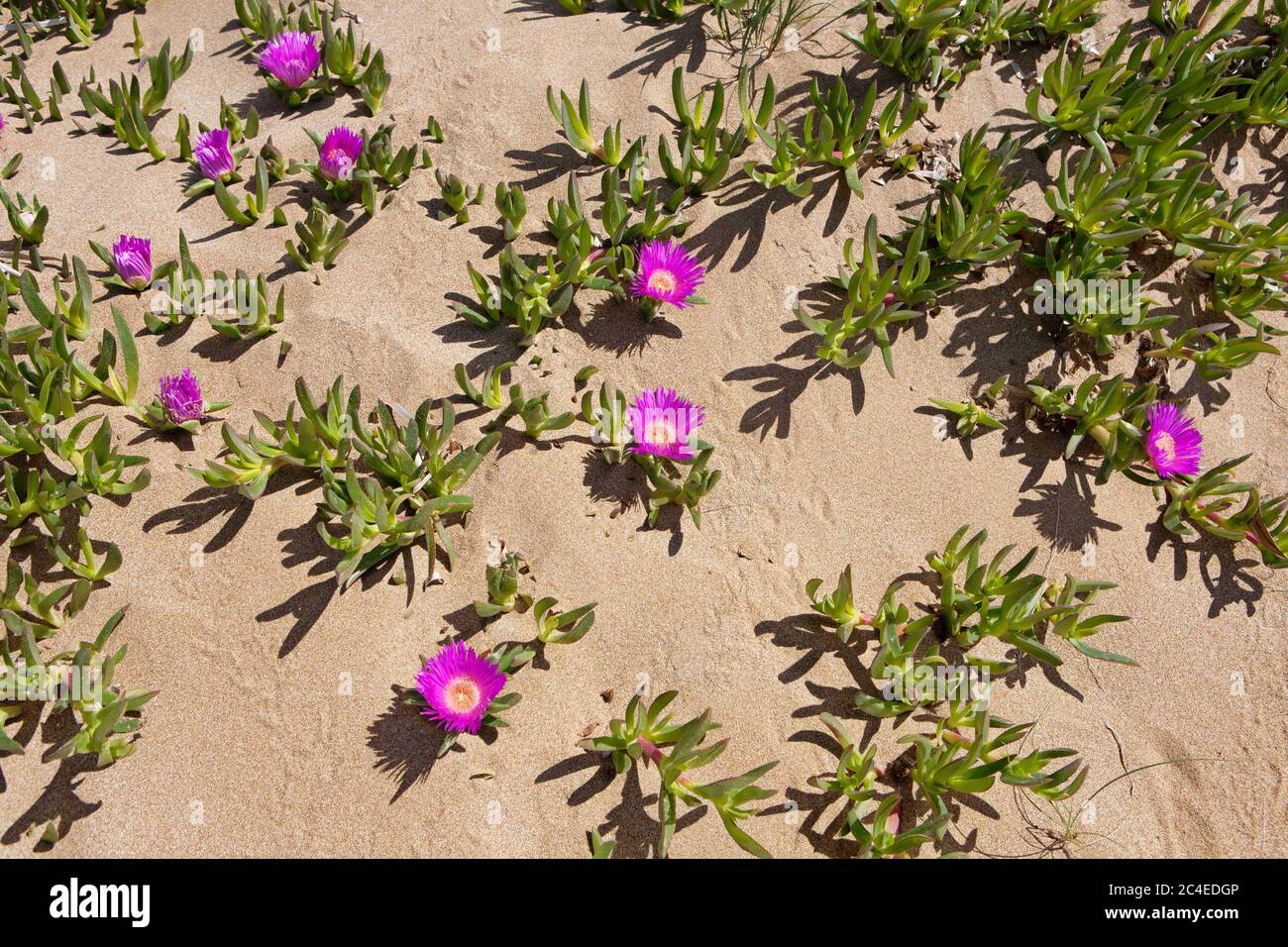 Red Hottentot Figs - Flowers from the desert of lake Korission in Corfu ...