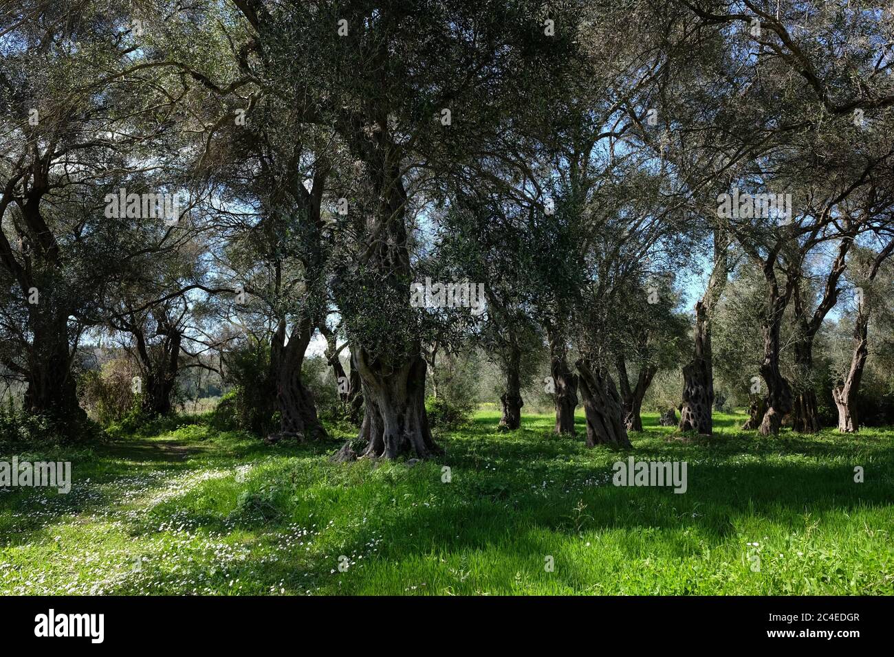 Olive oil from corfu hi-res stock photography and images - Alamy