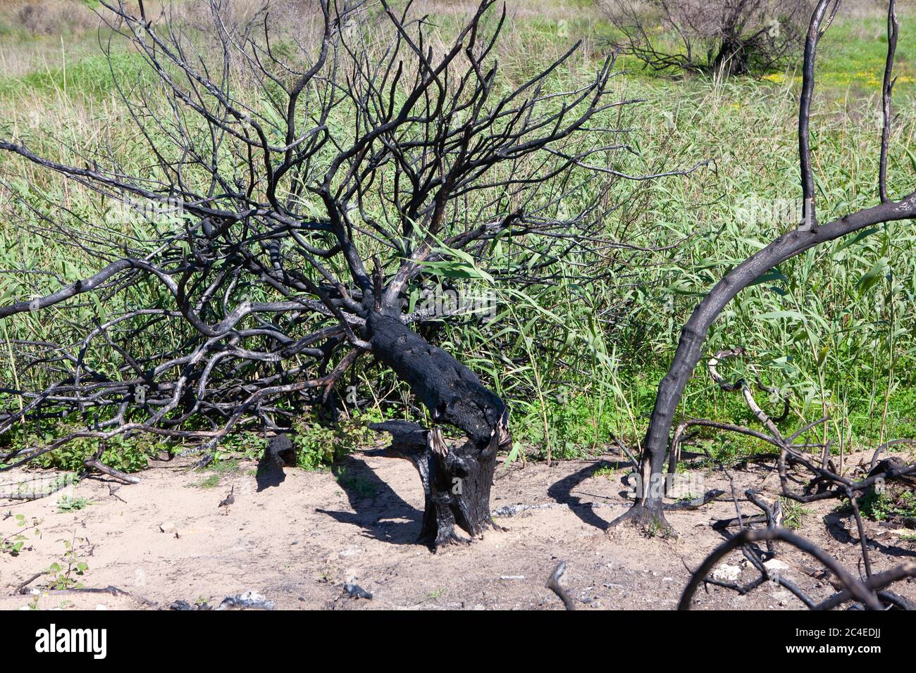Burned and fallen tree - destroyed by lightning Stock Photo - Alamy