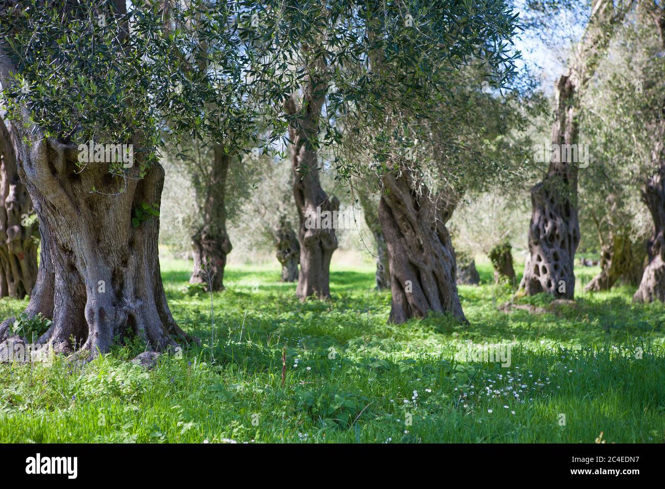 Corfu Olive Grove High Resolution Stock Photography and Images - Alamy