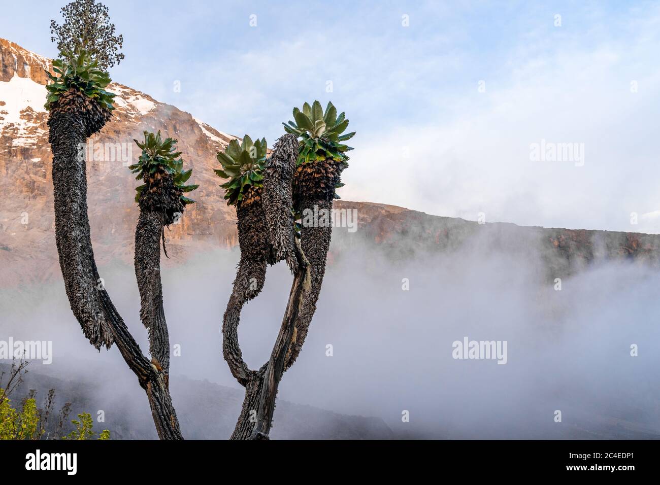Horizontal shot of a Dendrosenecio Kilimanjaro plant on a foggy field ...