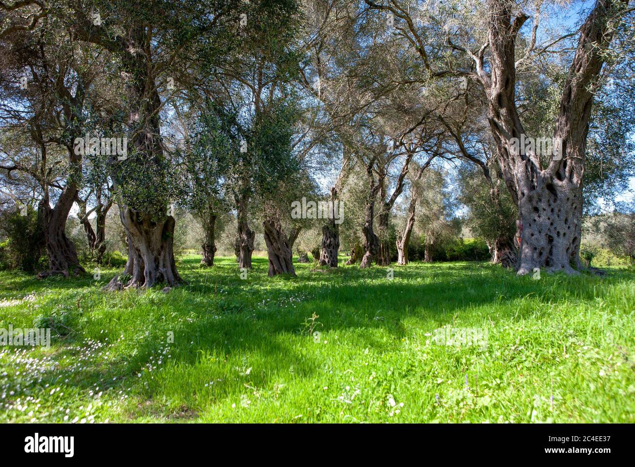 Olive oil from corfu hi-res stock photography and images - Alamy