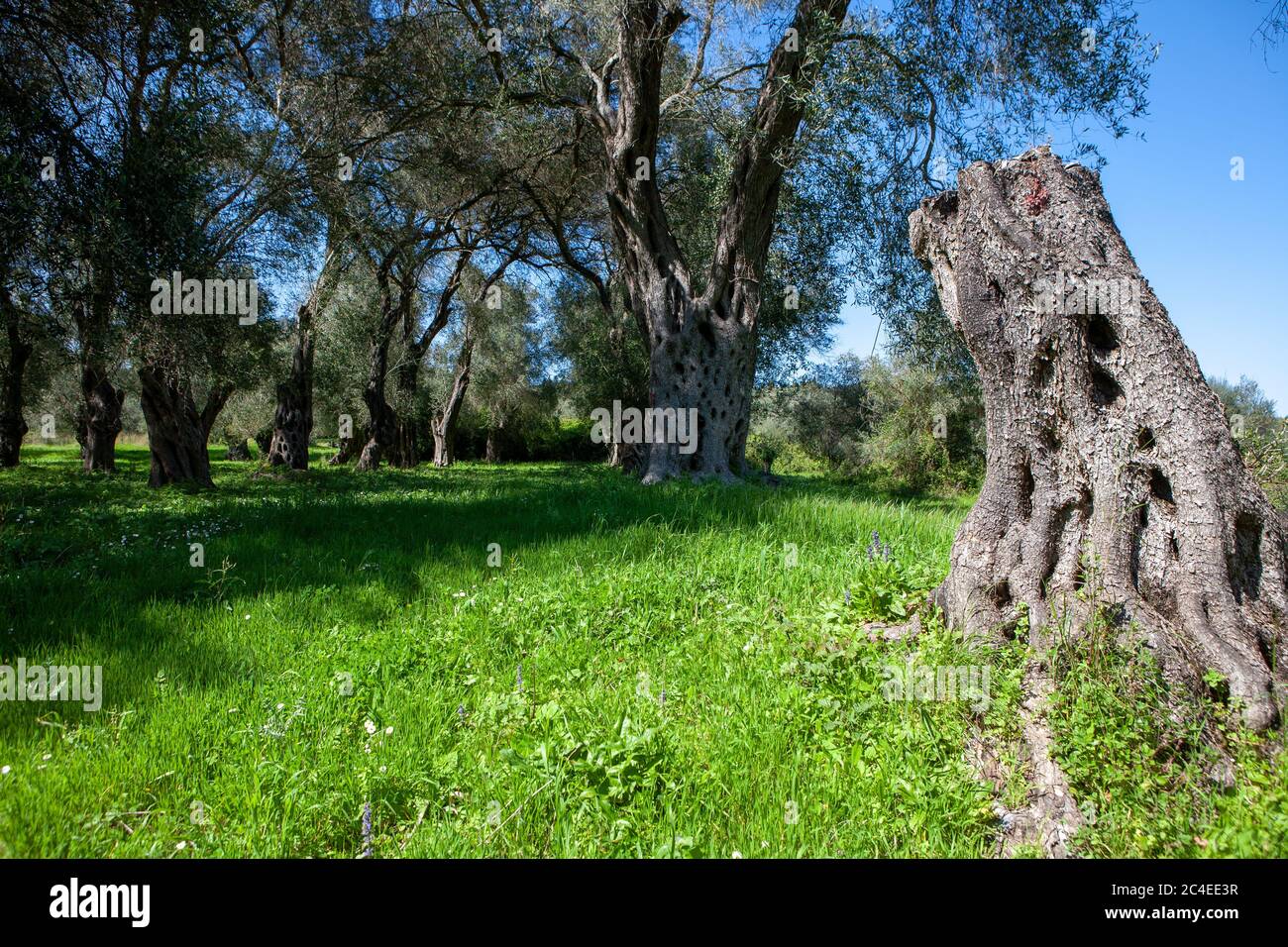 Small grove of trees in a field hi-res stock photography and images - Alamy