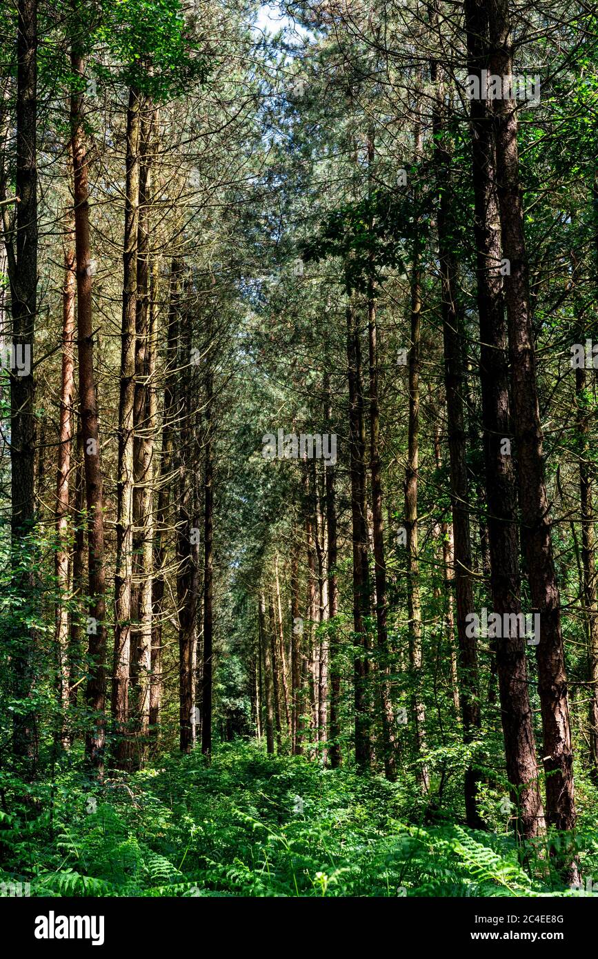 Scots pine trees (Pinus sylvestris) in a woodland scene, Blidworth ...