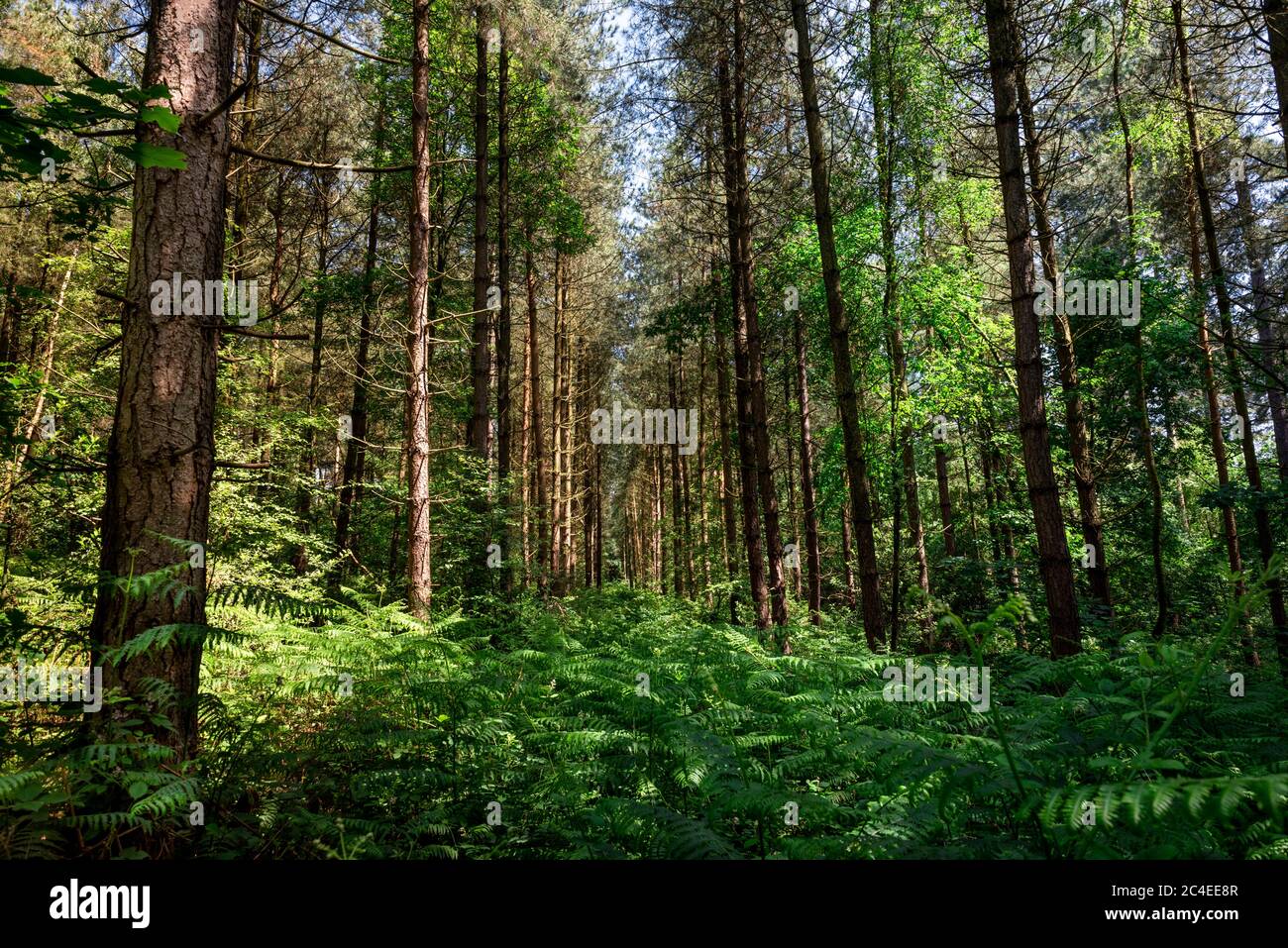 Scots pine trees (Pinus sylvestris) in a woodland scene, Blidworth ...