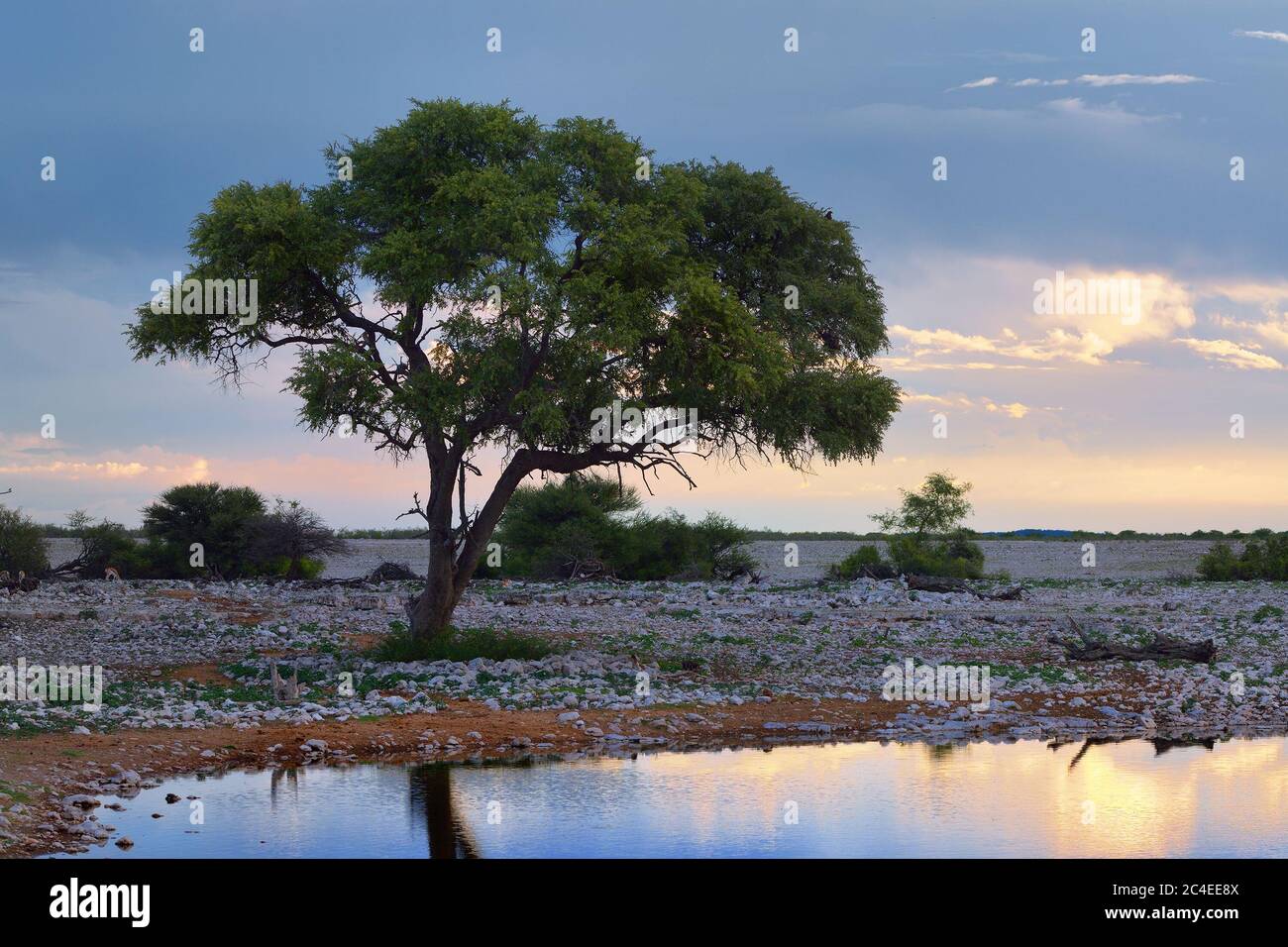 Bright African night. Acacia tree silhouette on the waterhole shore ...