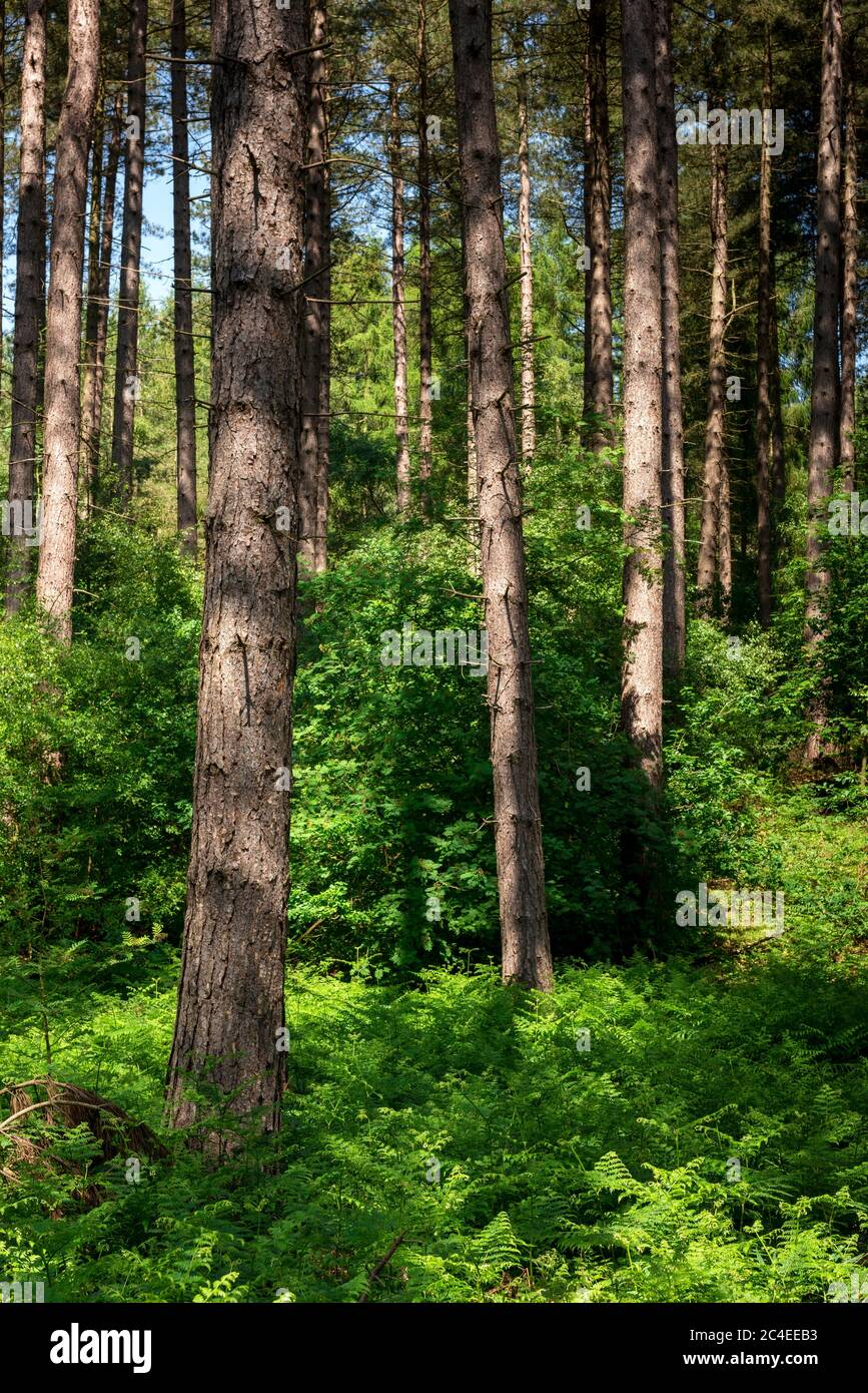 Scots pine trees (Pinus sylvestris) in a woodland scene, Blidworth ...