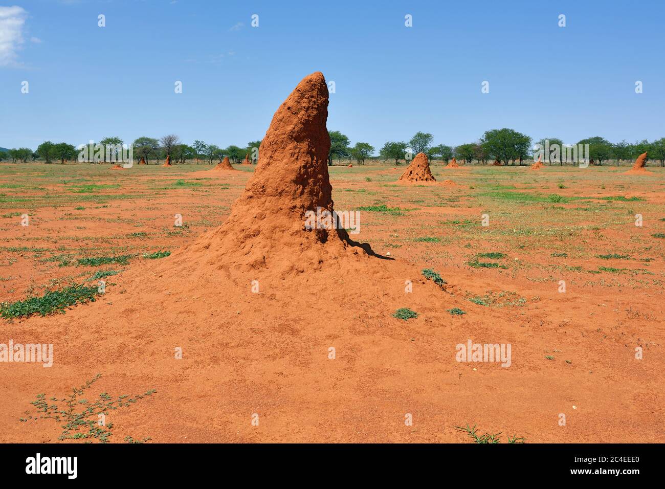 Field with big orange termite mounds shown at sunrise, Africa, Namibia ...