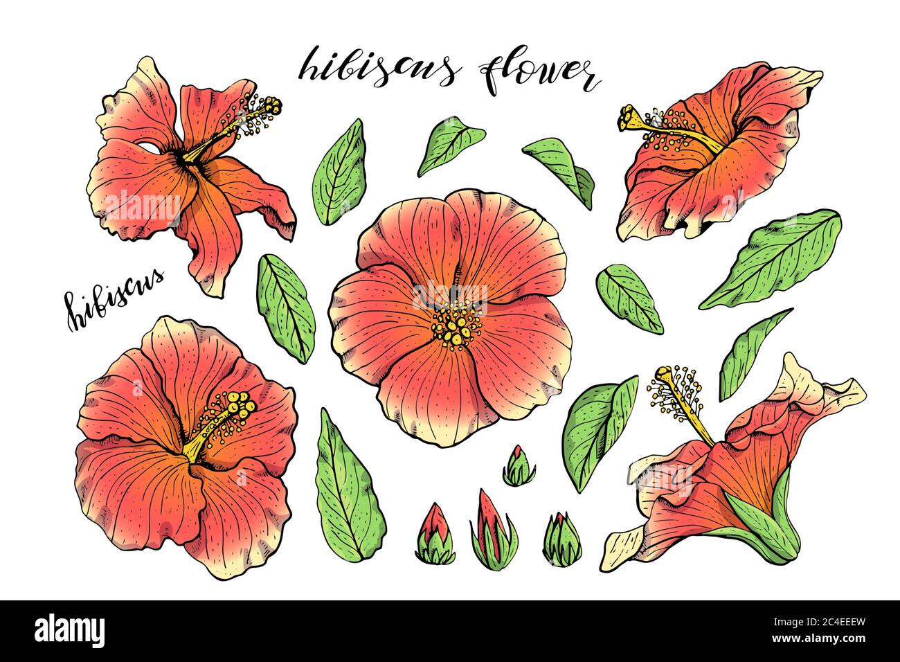 Set of Hand drawn hibiscus flowers clipart. Floral design elements ...