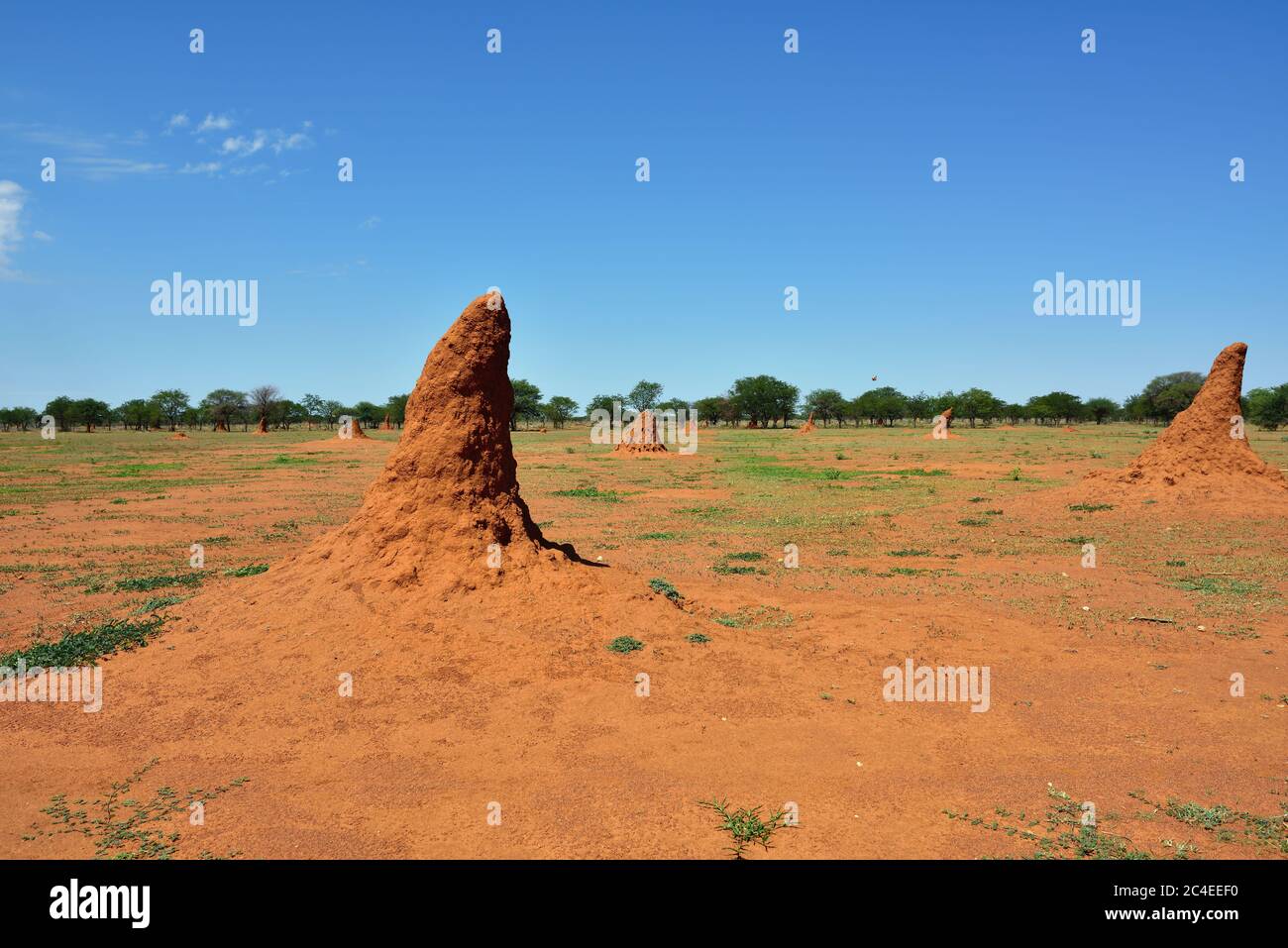 Field with big orange termite mounds shown at sunrise, Africa, Namibia ...