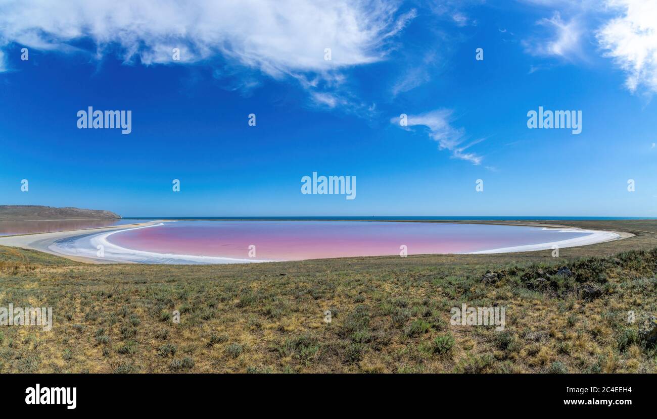 Brine and salt of a pink lake Koyash colored by microalgae Dunaliella ...