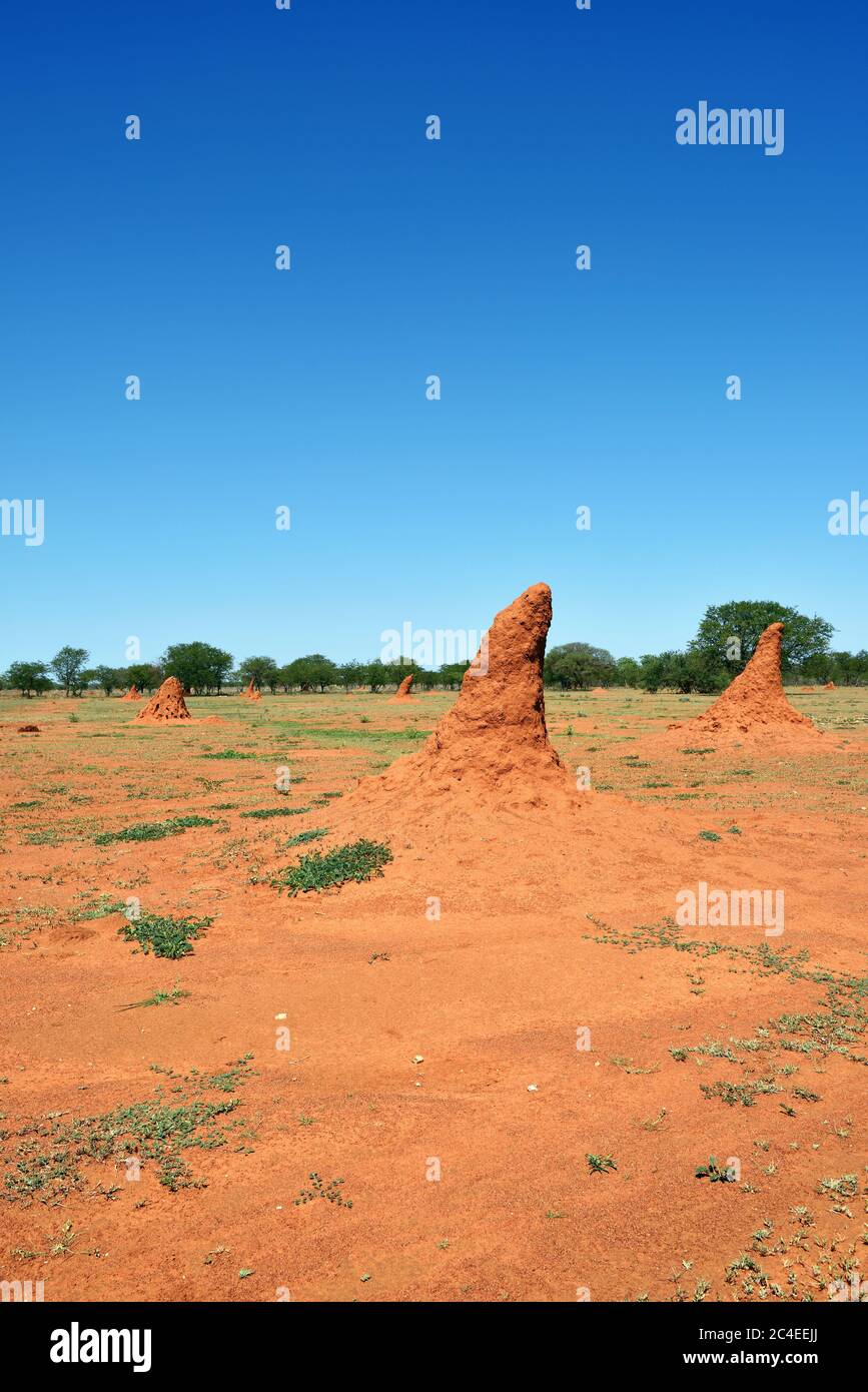 Field with the big orange termite mounds shown at sunset light, Africa ...