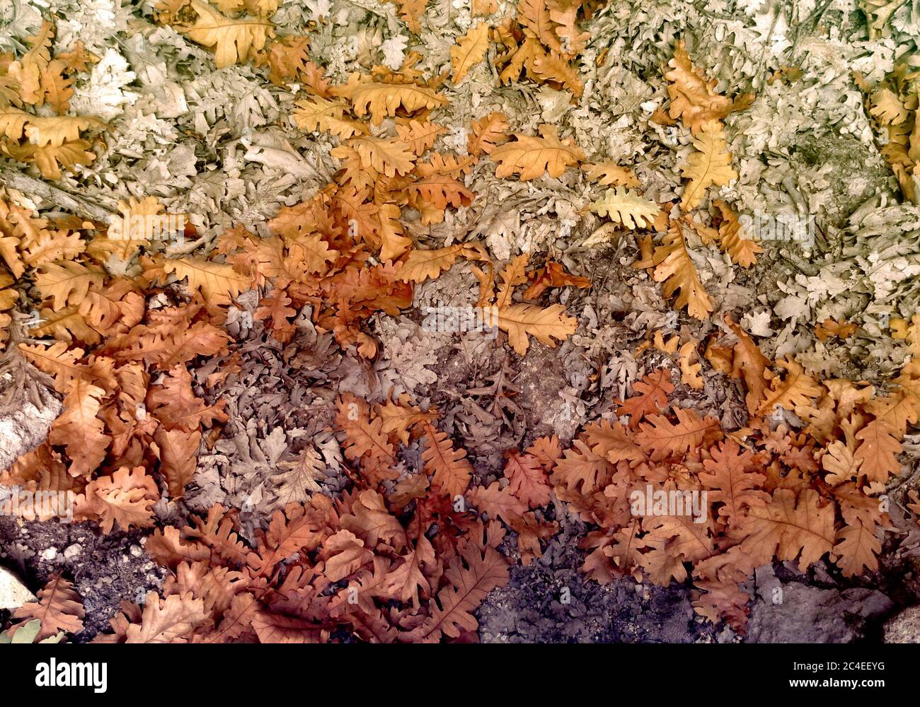 Orange carpet texture hi-res stock photography and images - Alamy