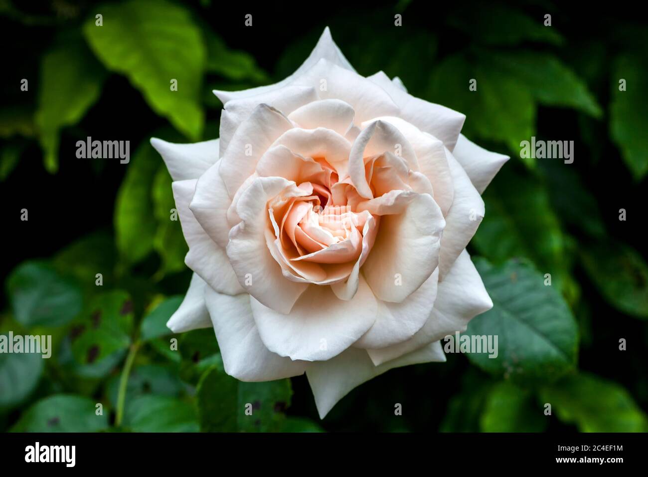Penny rose hi-res stock photography and images - Alamy