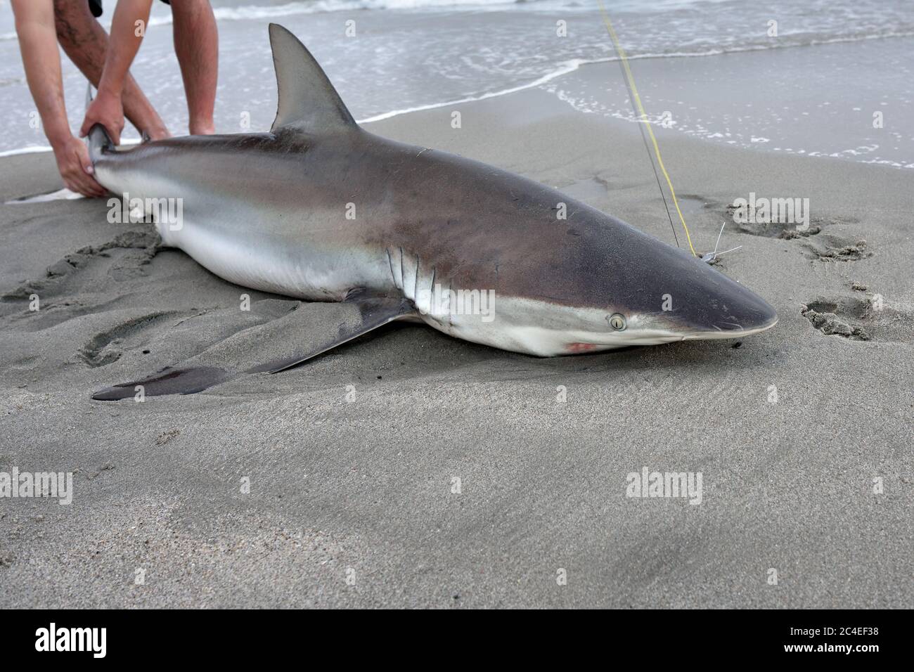 Fisherman caught the big copper shark on the beach at twilight. A tag ...