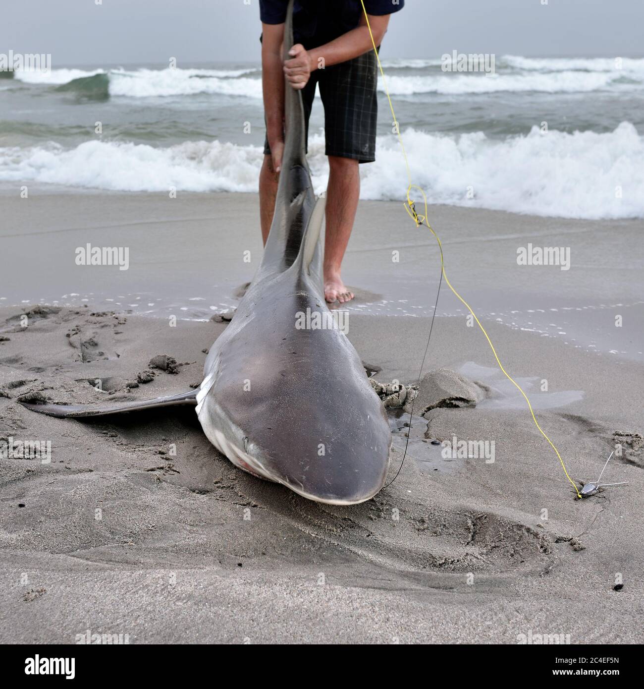 Fisherman caught the big copper shark on the beach at twilight. A tag ...