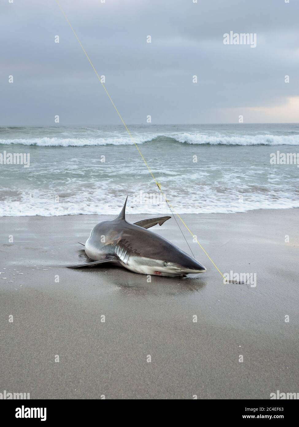 The big copper shark on the beach. A tag and release shark fishing is ...