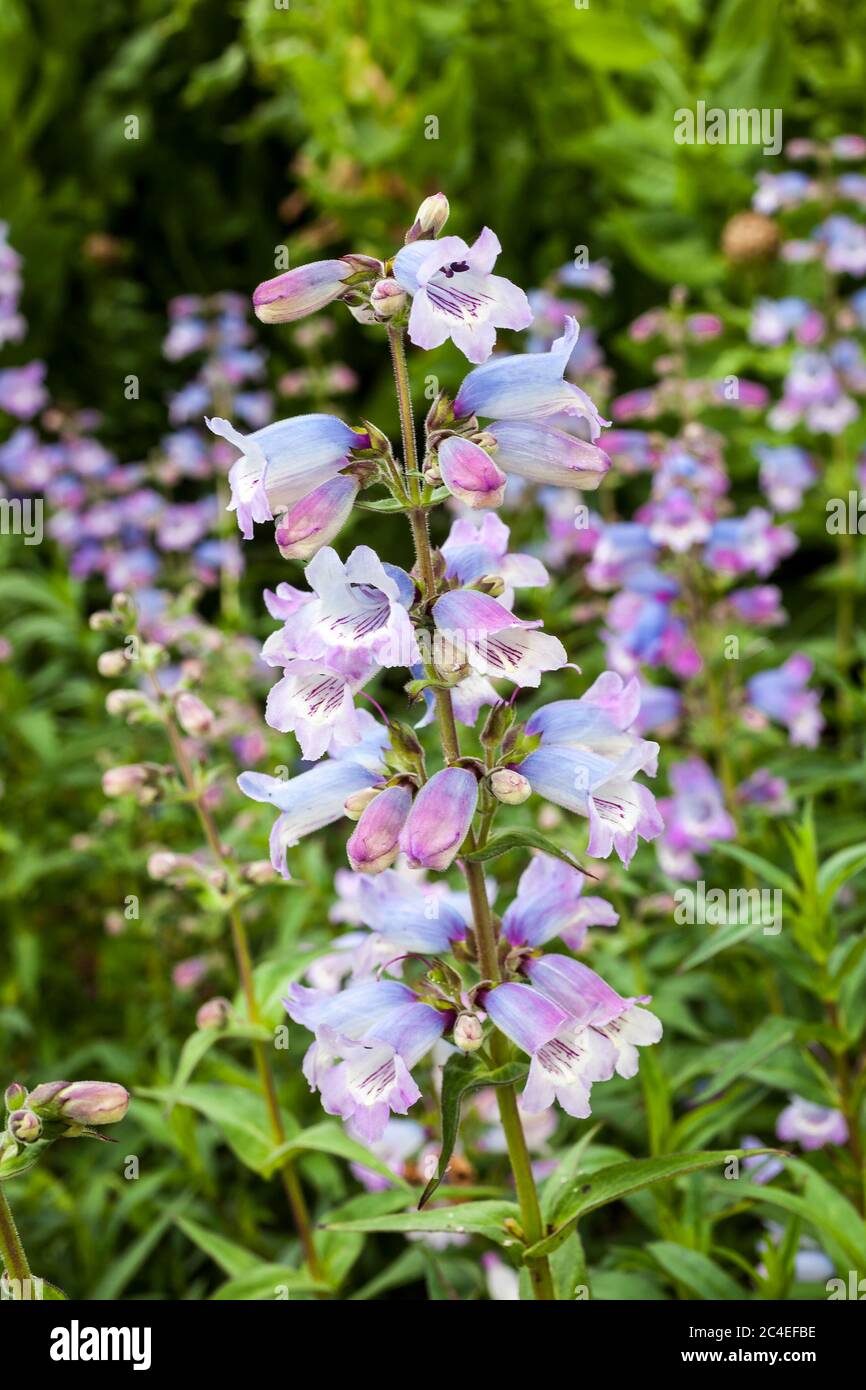 Penstemon 'Stapleford Gem' a spring summer flowering plant Stock Photo ...