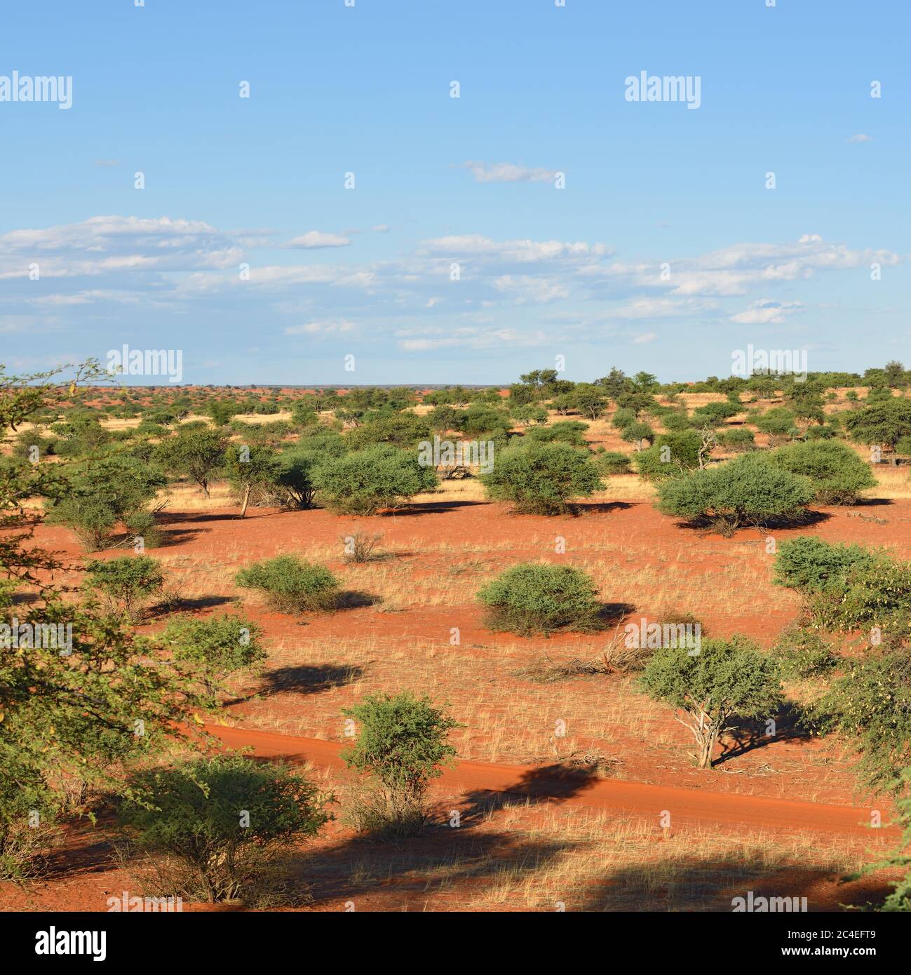 Landscape of the Kalahari desert at sunset time, Namibia, Africa Stock ...
