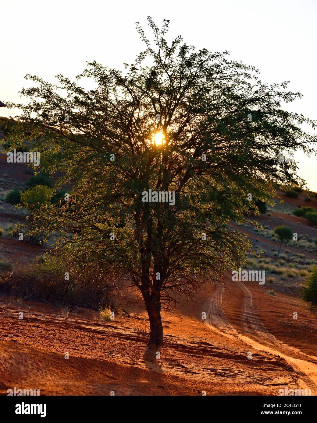African night silhouette. Acacia tree in the Kalahari desert against a bright red sunset sky ...