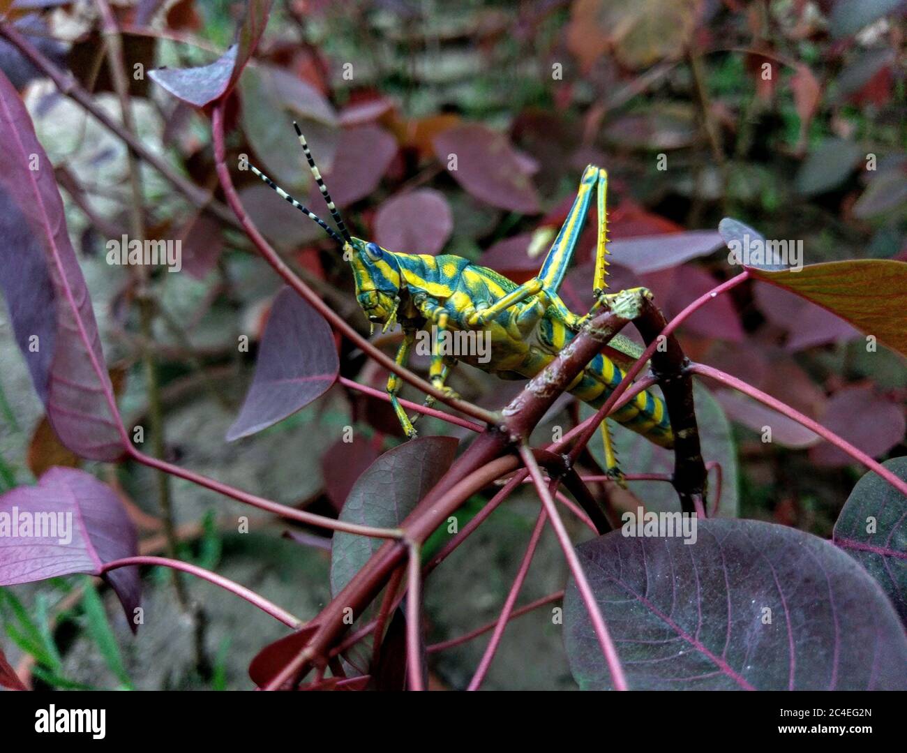 Close up shot of a yellow locust covered in turquoise straps on a ...