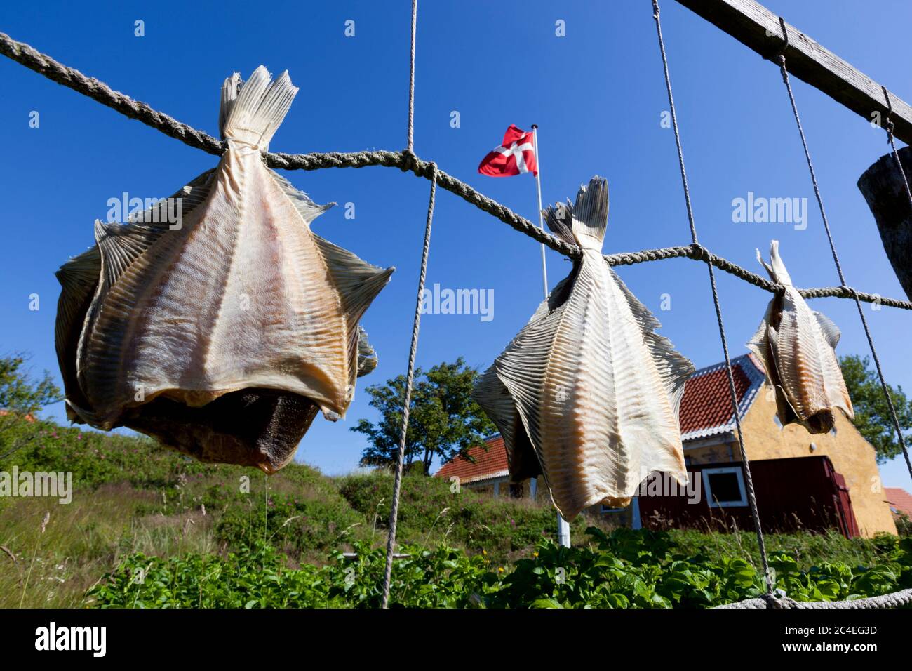 Drying fish at the Skagen By-og Egnsmuseum open-air maritime and ...
