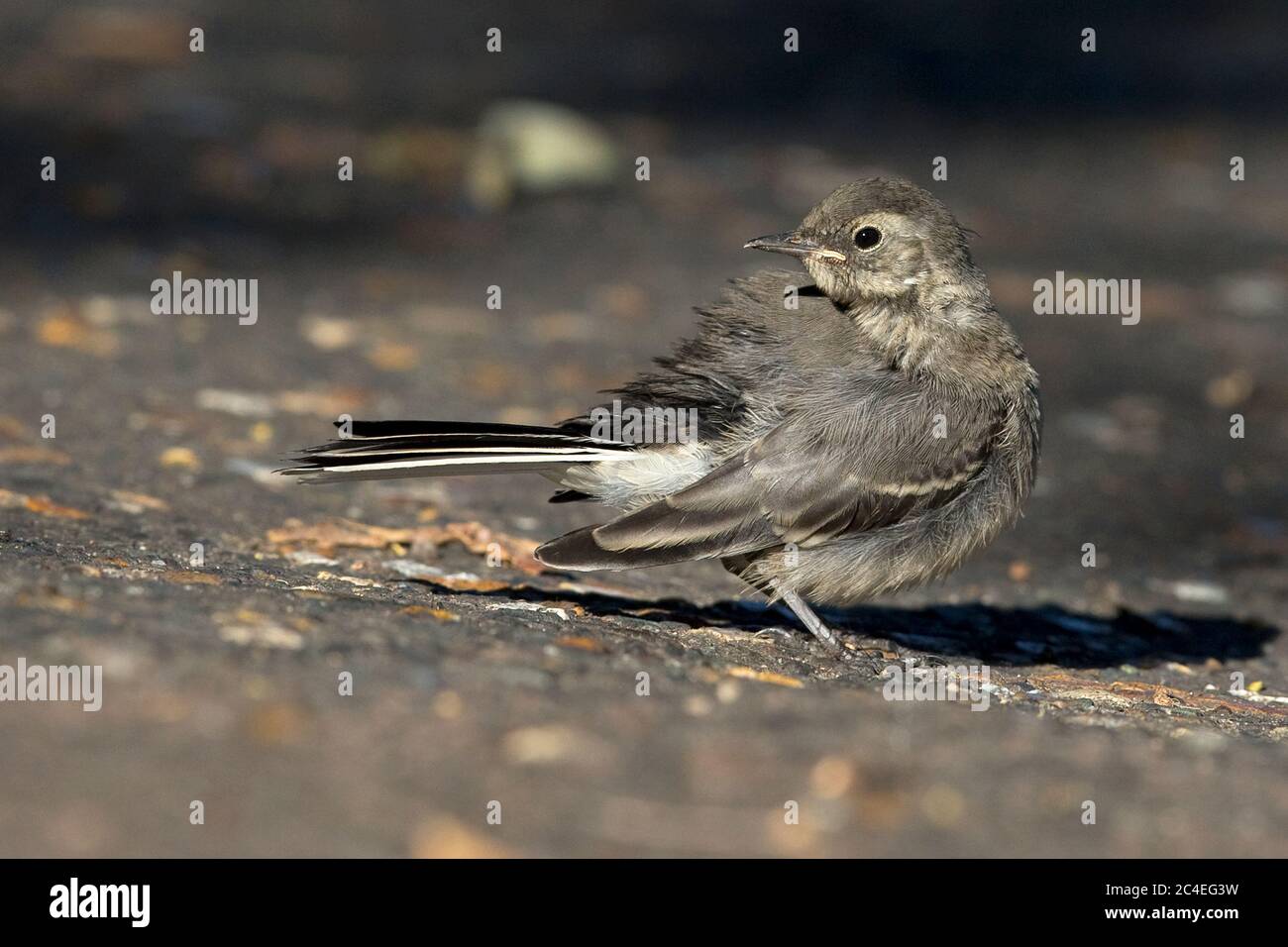 Baby pied wagtail hi-res stock photography and images - Alamy
