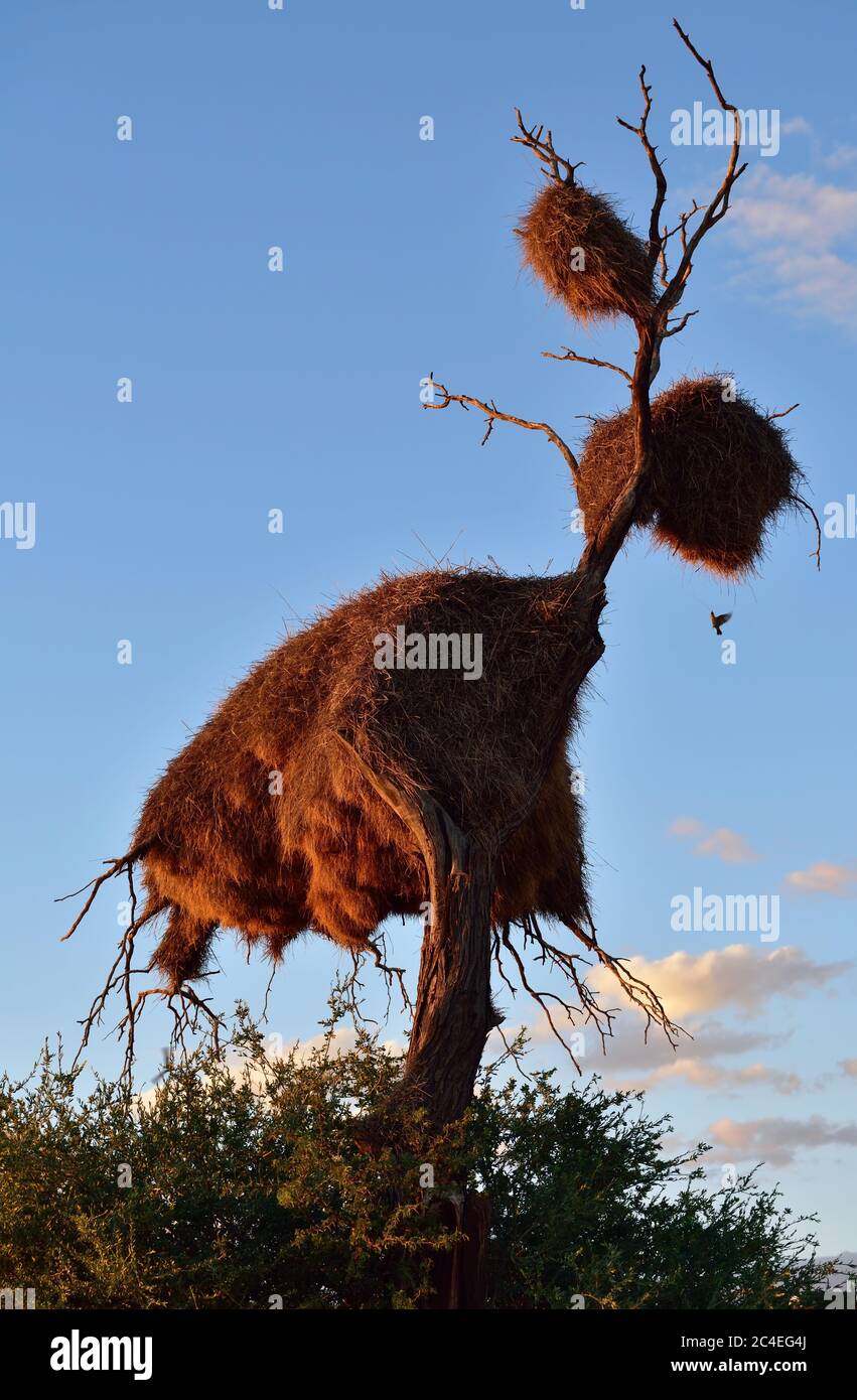 Kameeldoring hi-res stock photography and images - Alamy