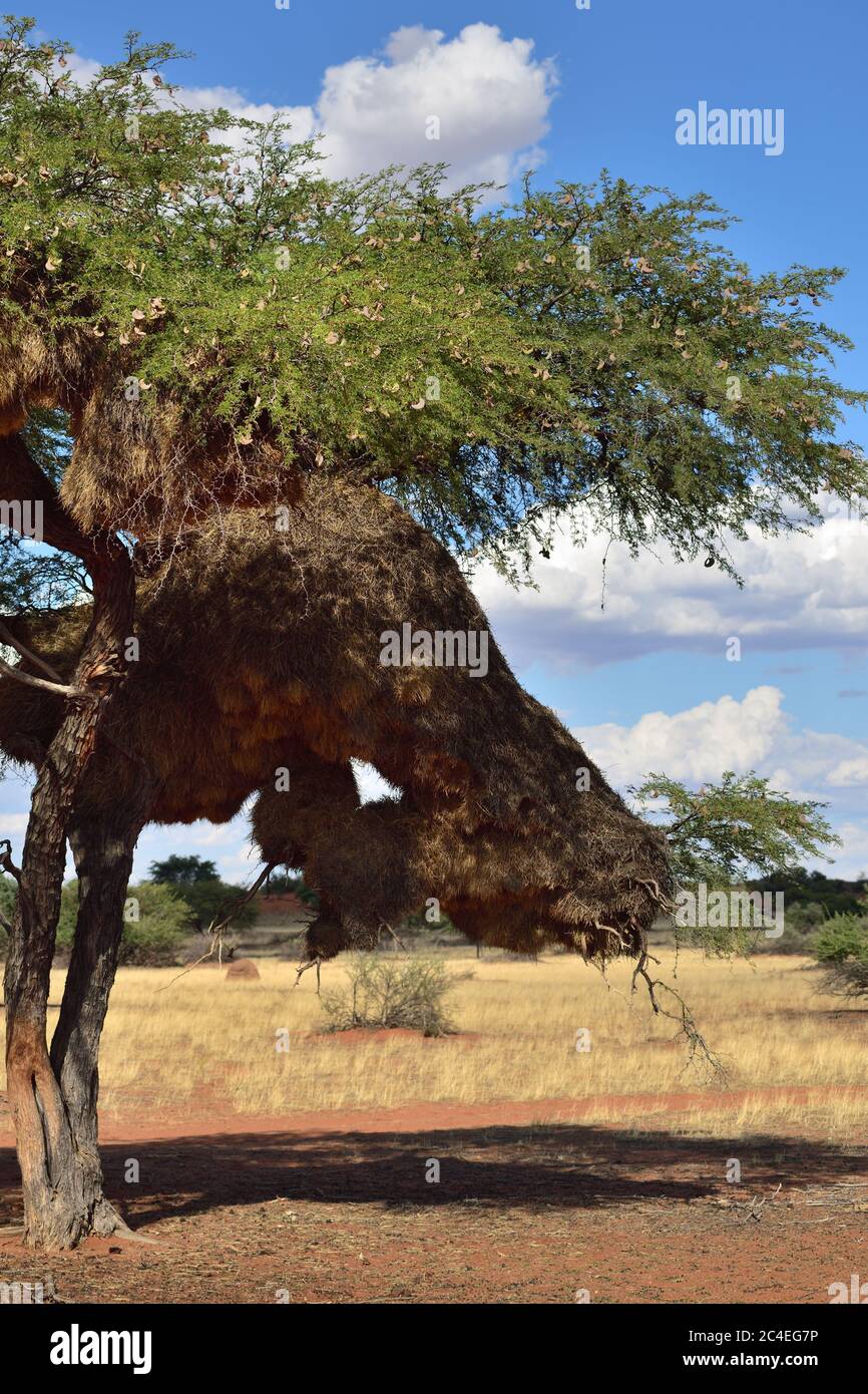Beautiful namibian landscape with a big tree with nest Vachellia ...