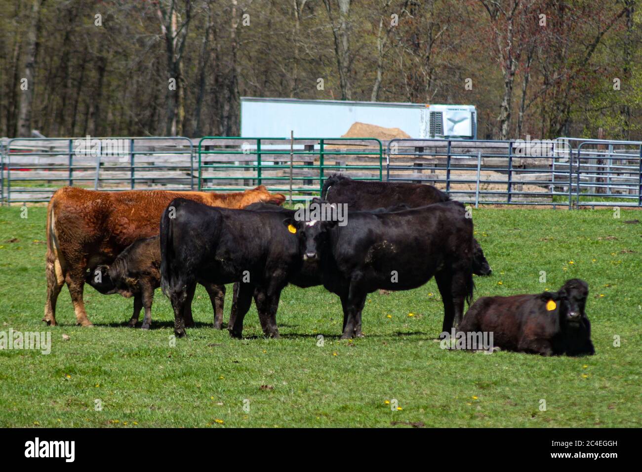 Hudson valley grass fed beef hi-res stock photography and images - Alamy