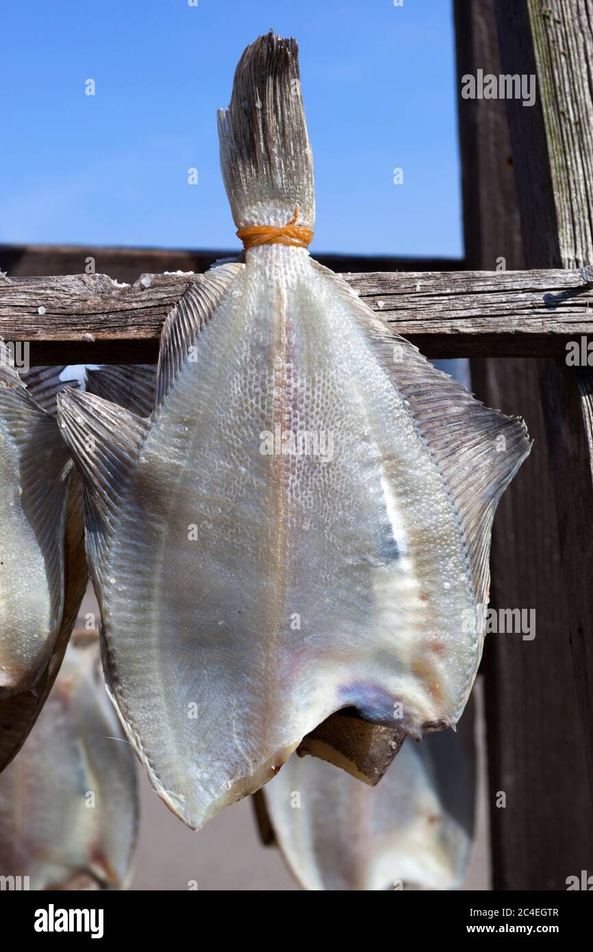 Drying fish on harbourside, Saeby, Jutland, Denmark, Europe Stock Photo ...