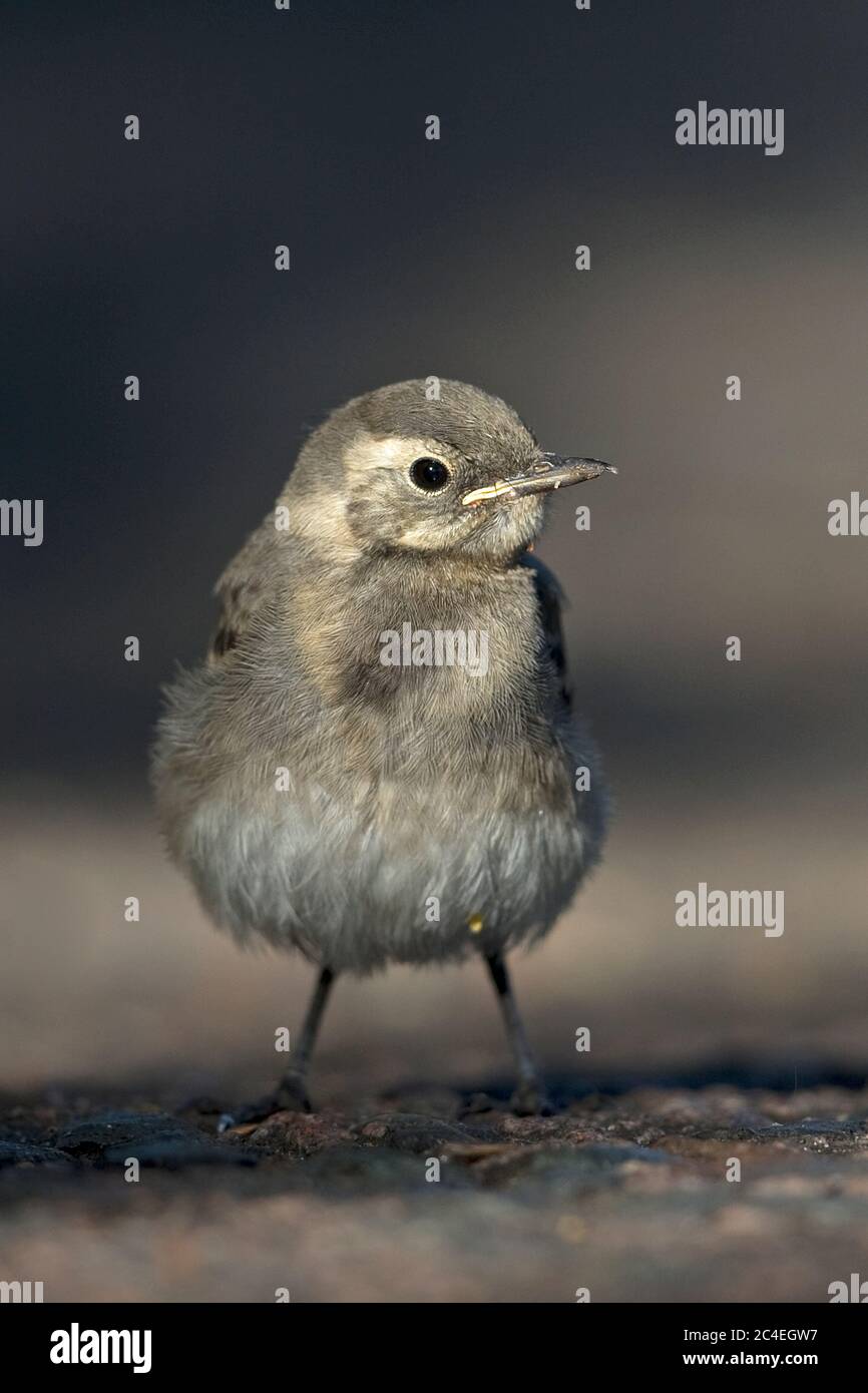 Baby pied wagtail hi-res stock photography and images - Alamy