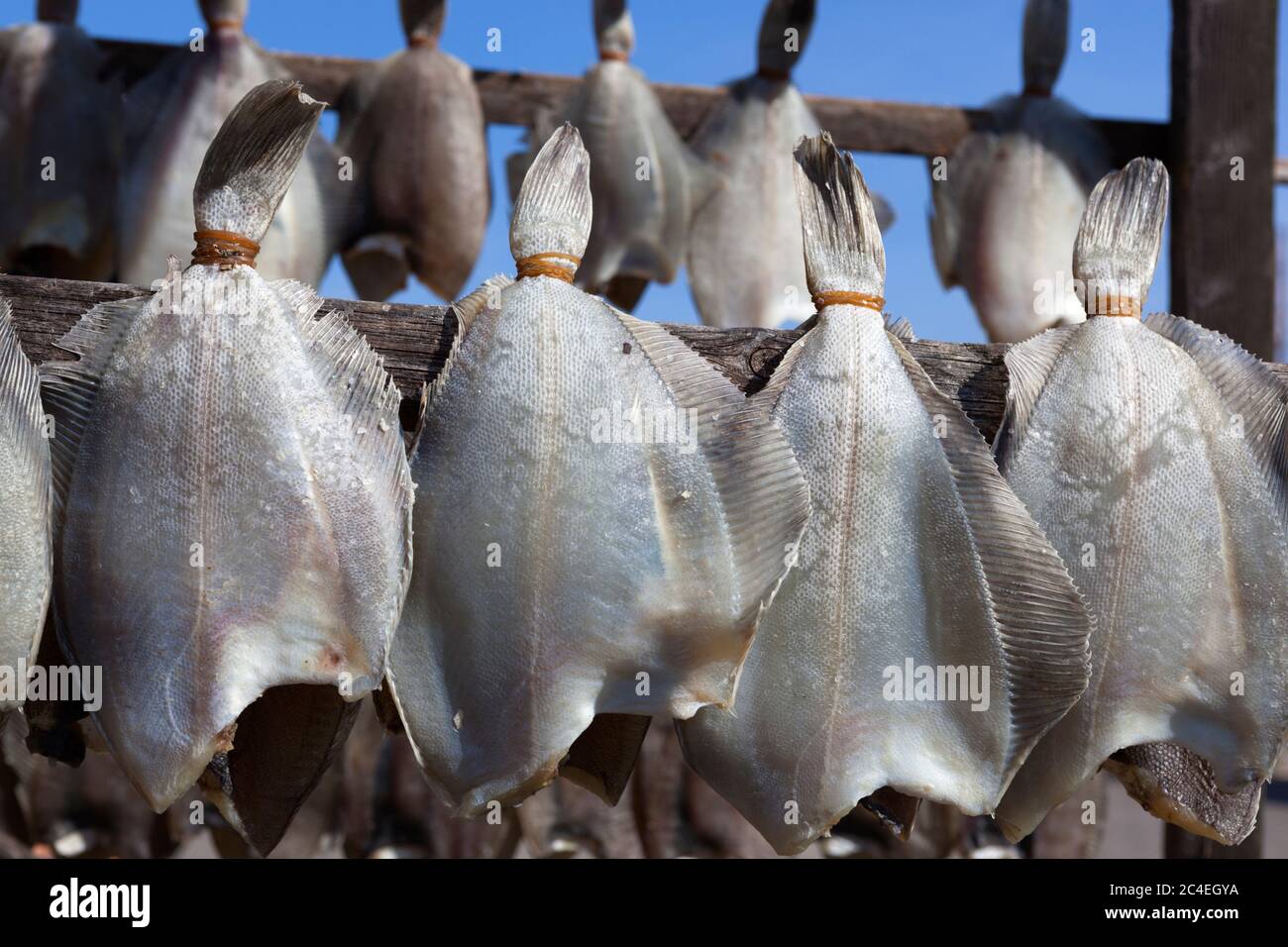 Drying fish on harbourside, Saeby, Jutland, Denmark, Europe Stock Photo ...
