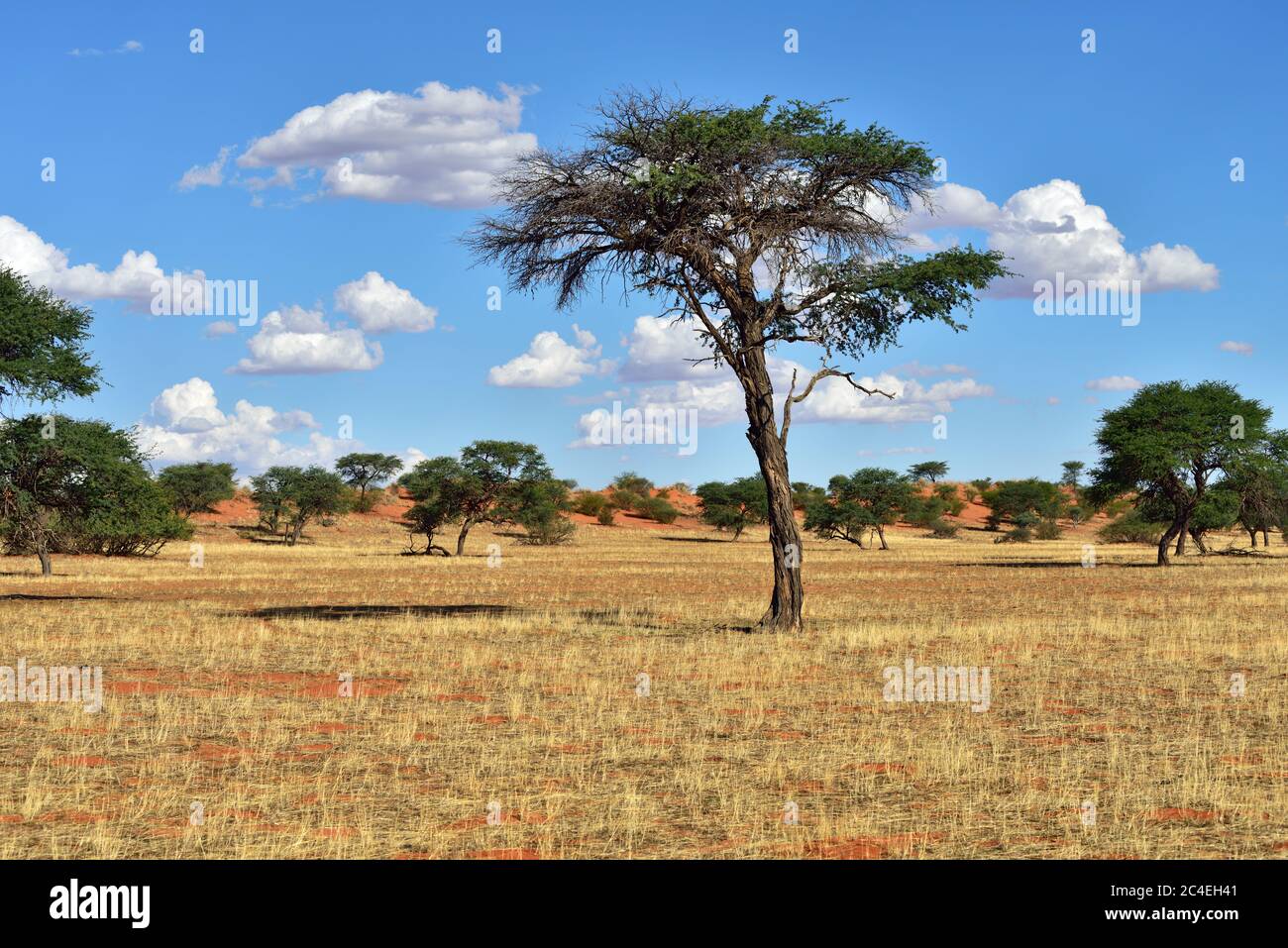 Beautiful landscape with big acacia tree in the Kalahari desert at ...