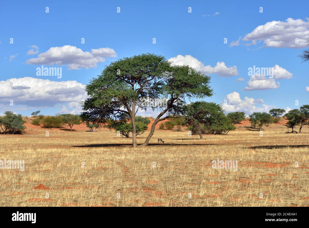 Beautiful landscape with big acacia tree and antelope sprigbok in the ...