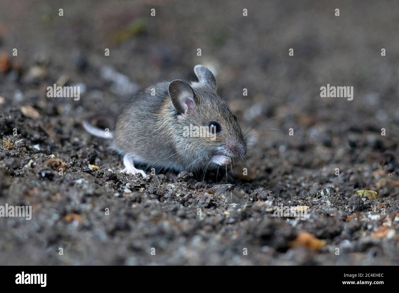 Young wood mouse hi-res stock photography and images - Alamy