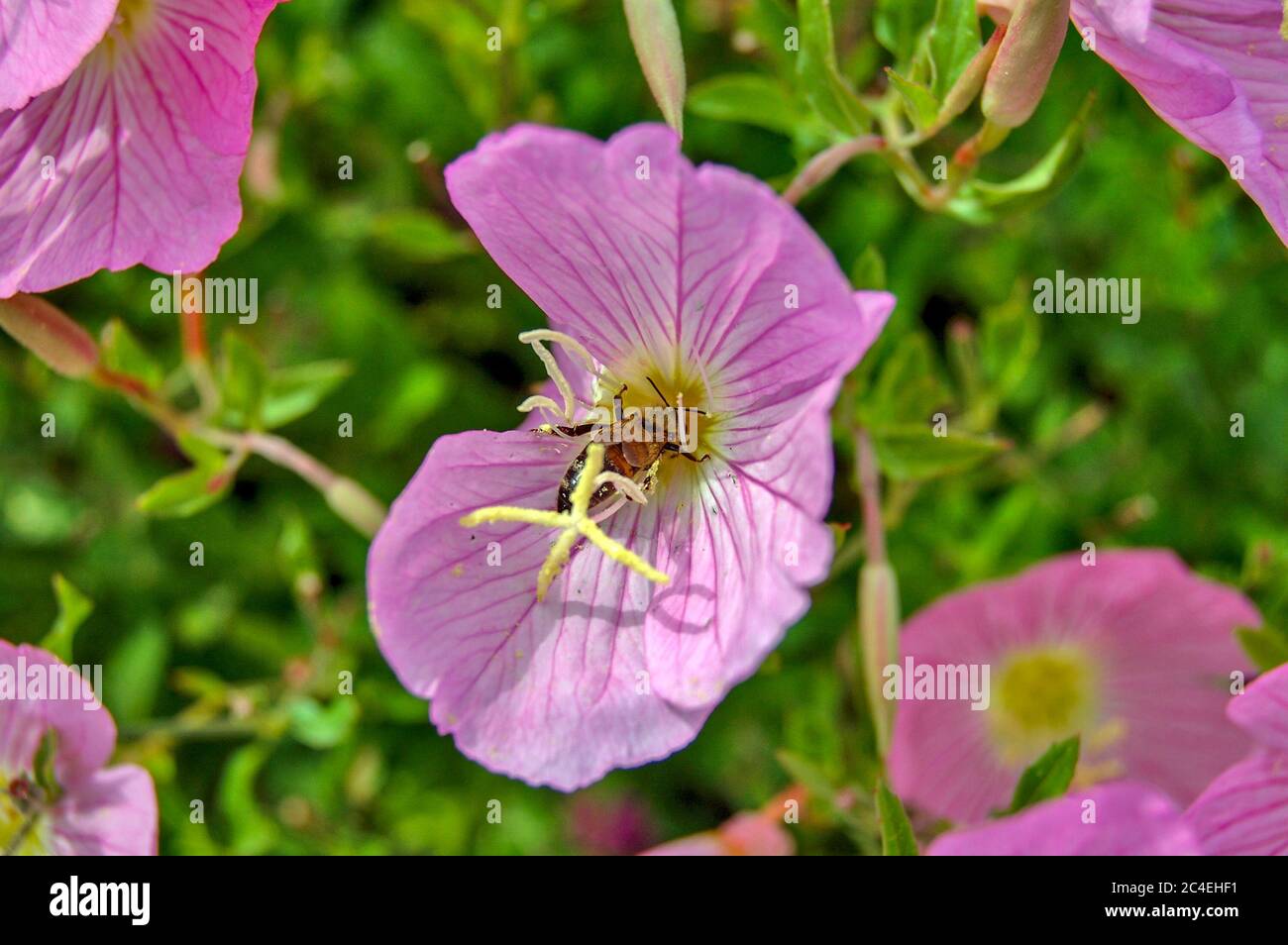 Bee and beautiful flowers Pink Evening Primrose near the sea in Greece ...