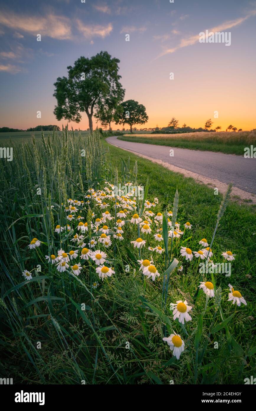 beautiful flowers on a road at sunset Stock Photo - Alamy