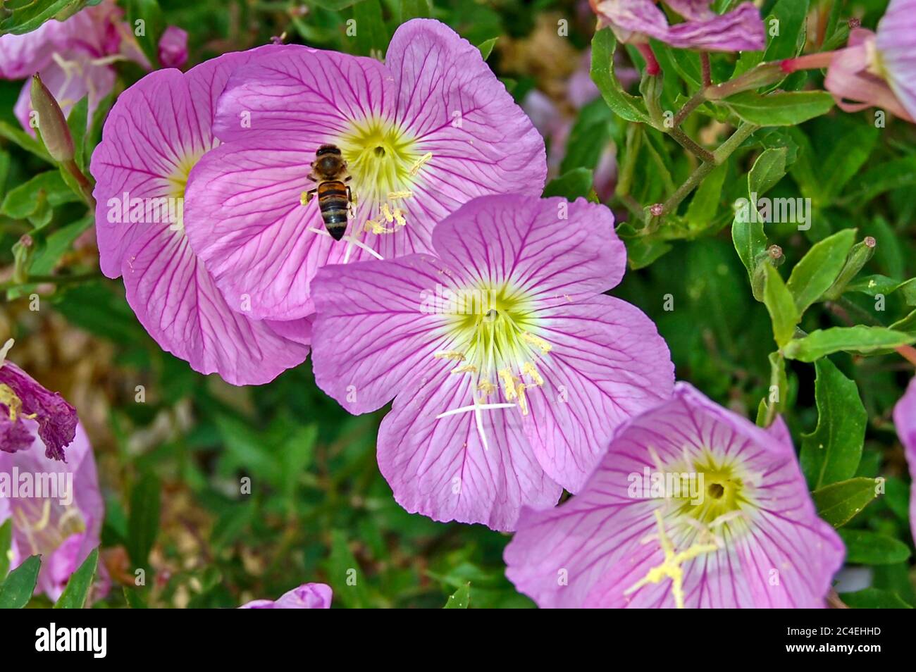 Pink evening primrose hi-res stock photography and images - Alamy