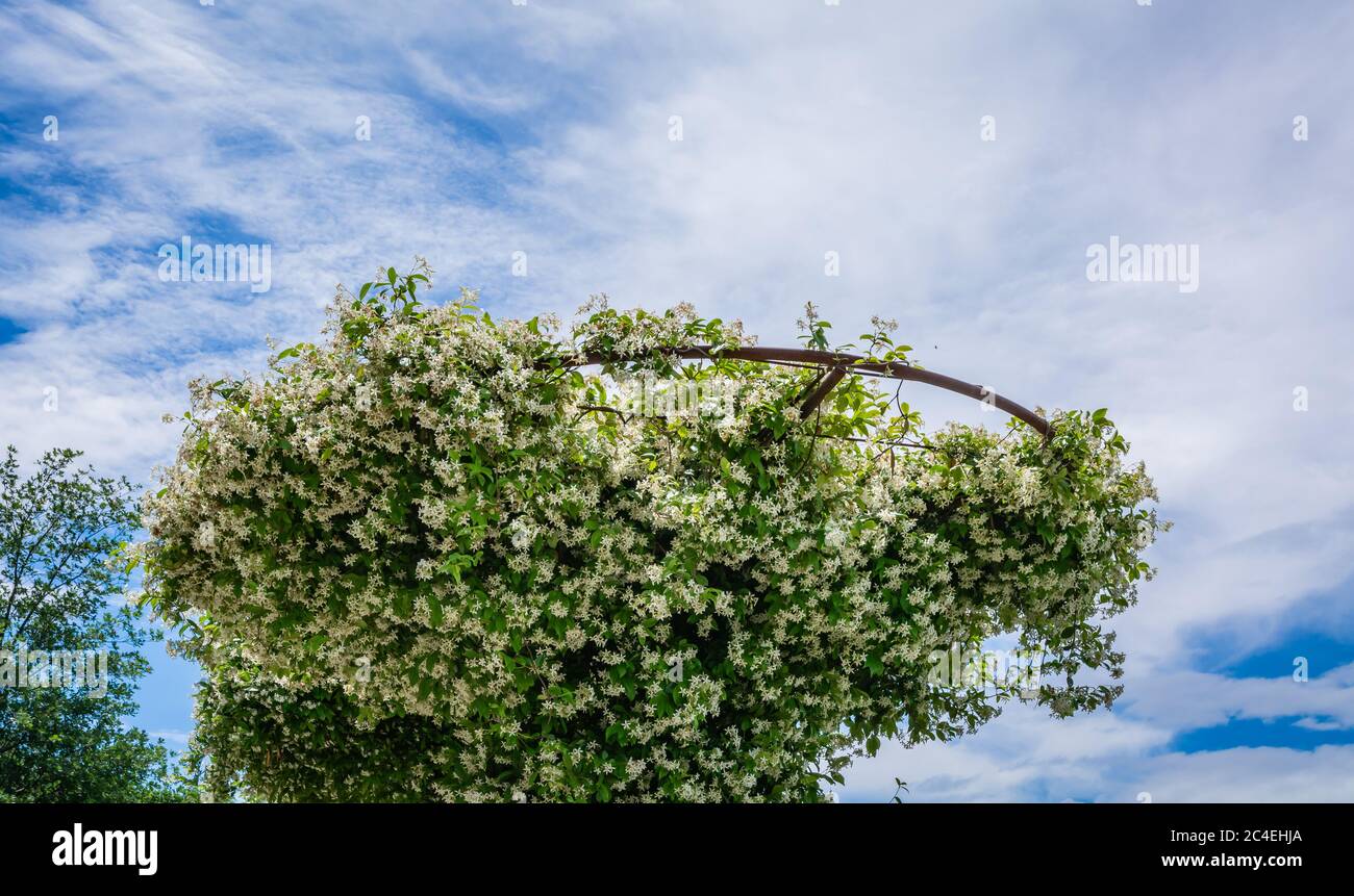 Common jasmine hi-res stock photography and images - Alamy