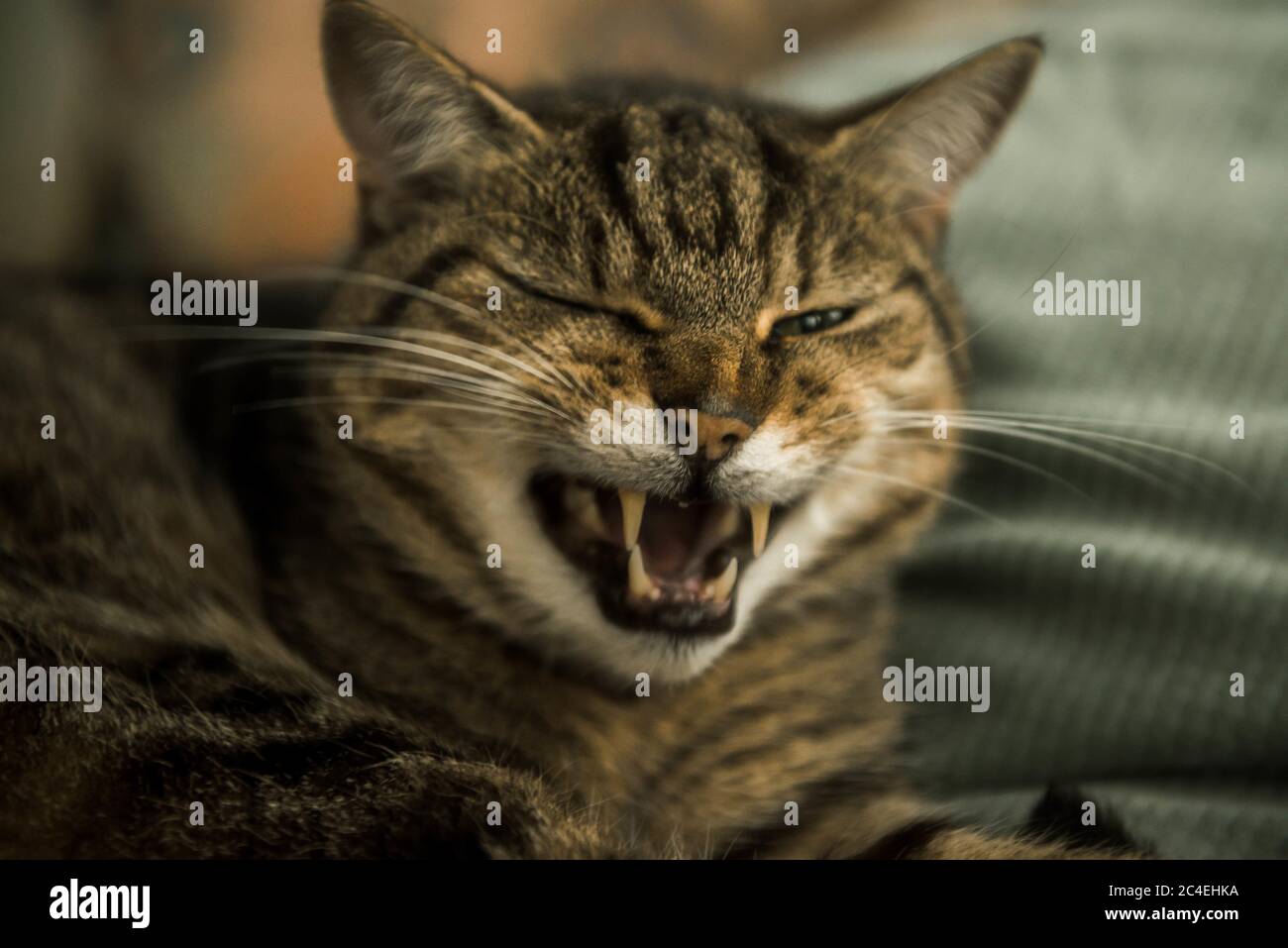 Angry face upclose hi-res stock photography and images - Alamy