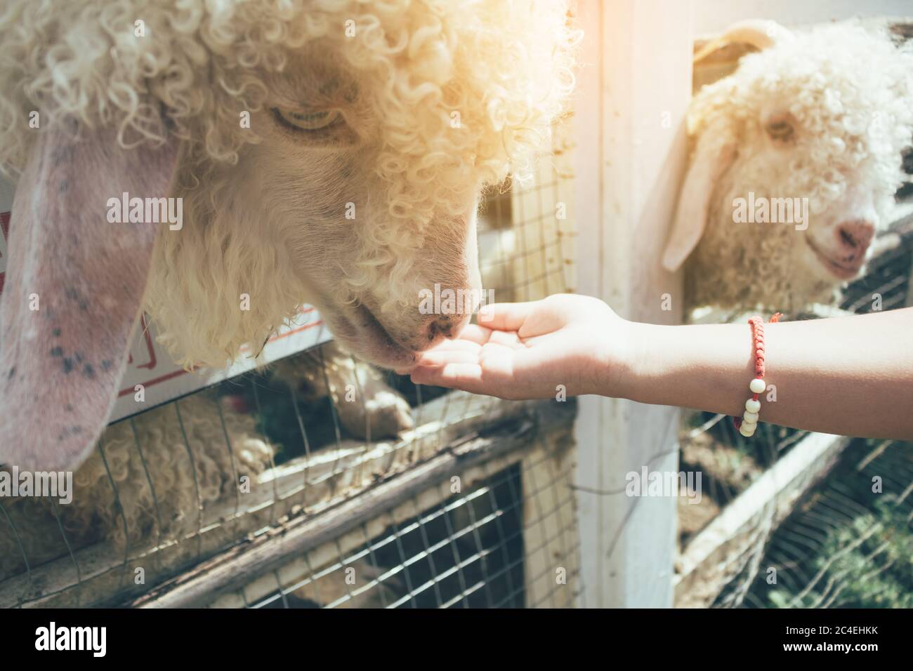 The hands of the children are feeding the sheep Stock Photo - Alamy