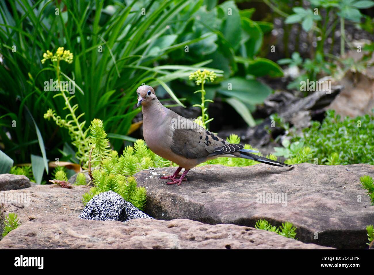 Morning dove hi-res stock photography and images - Alamy