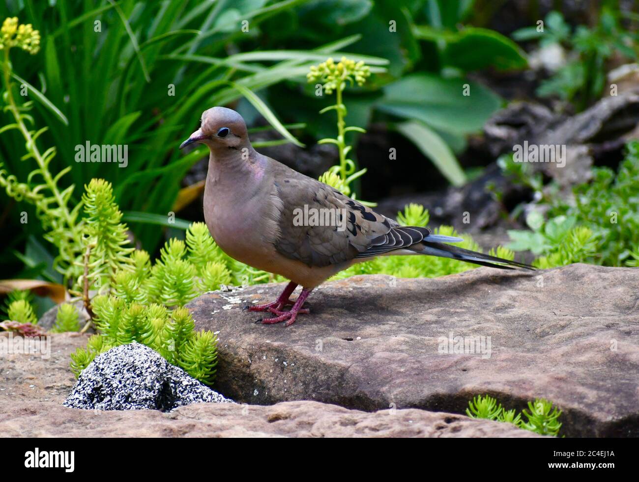 Morning dove hi-res stock photography and images - Alamy