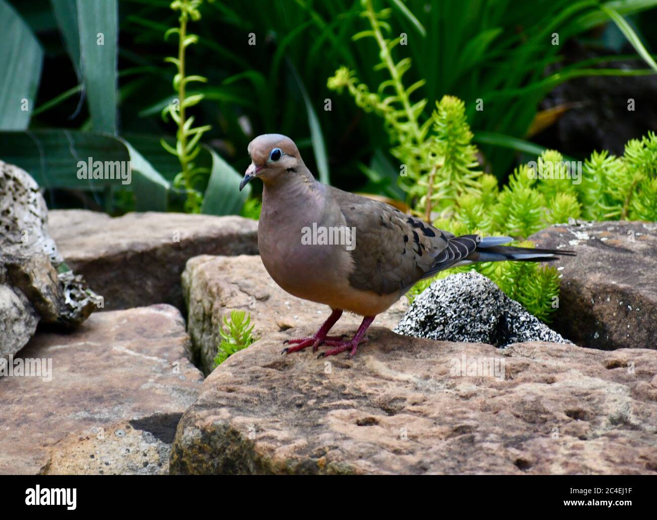 Morning dove hi-res stock photography and images - Alamy
